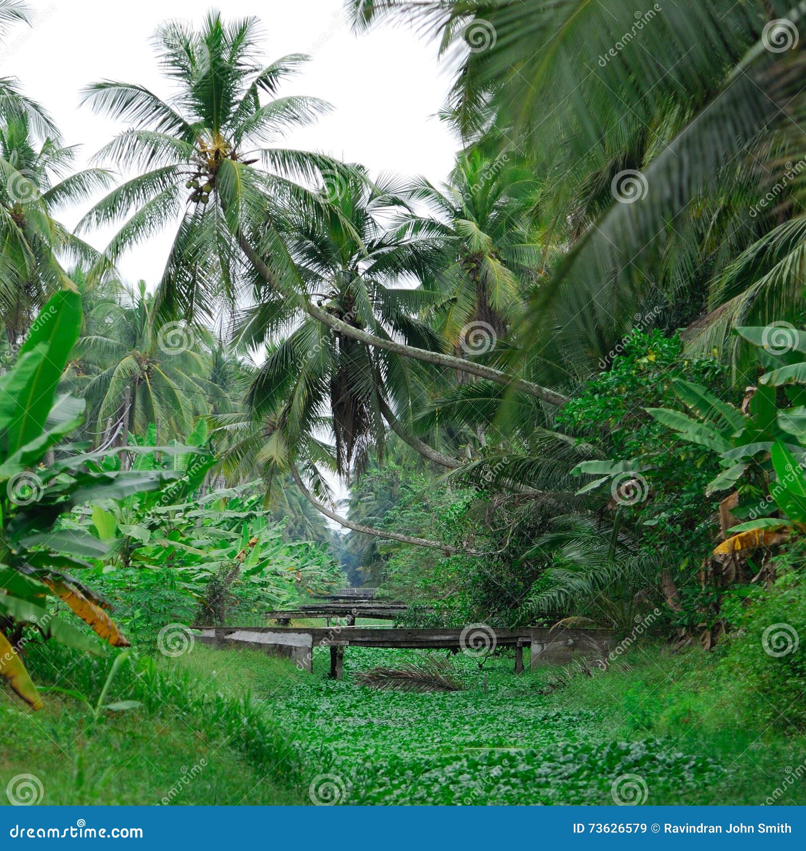Bagan Datoh Malay Village stock image. Image of perak - 73626579