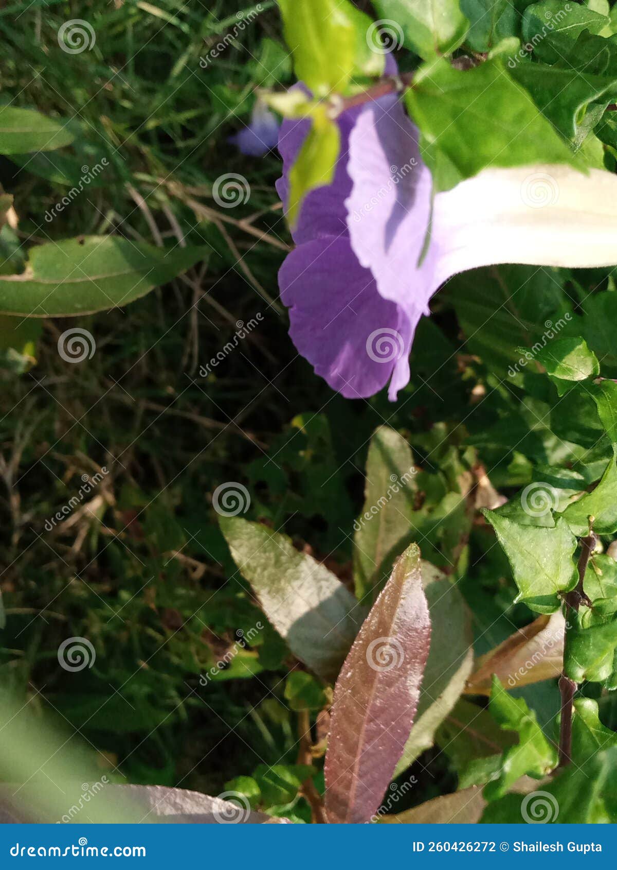Bagani phool stock photo. Image of herb, garden, plant - 260426272