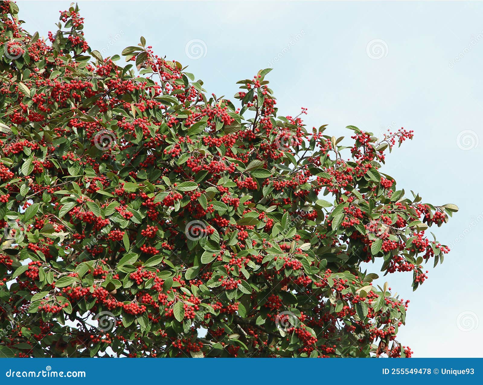 Bagas Vermelhas De Cotoneaster Lacteus Foto de Stock - Imagem de bagas ...