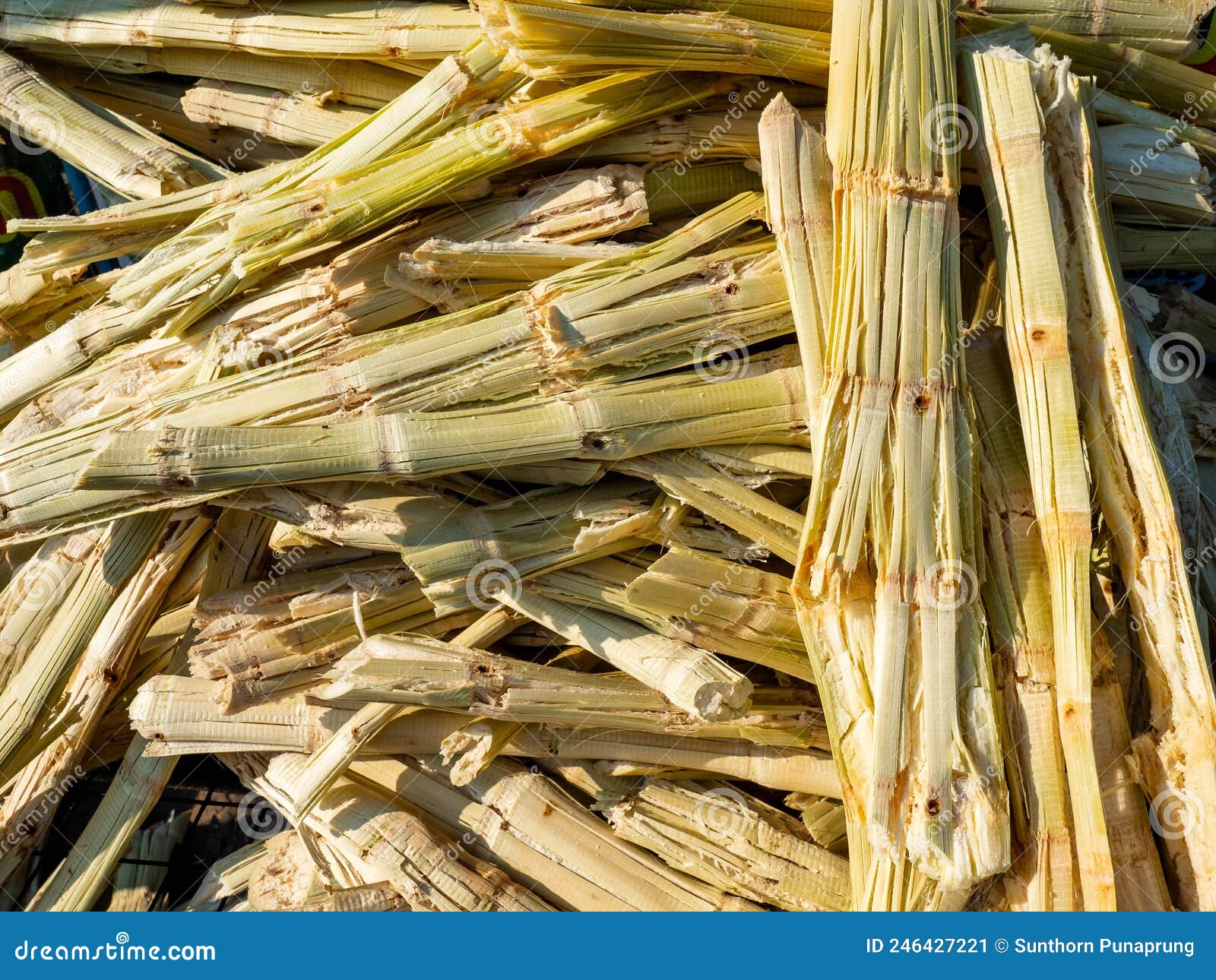 Bagasse, Waste of Sugar Cane, Sugar Cane after Squeezing for a Drink ...