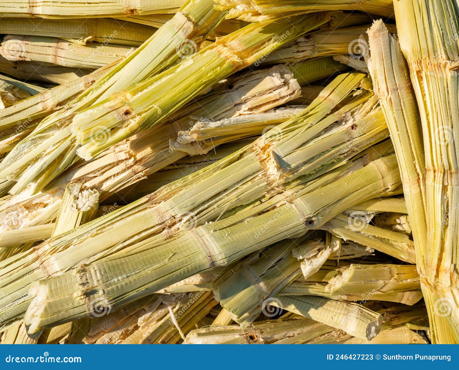 Bagasse, Waste of Sugar Cane, Sugar Cane after Squeezing for a Drink ...