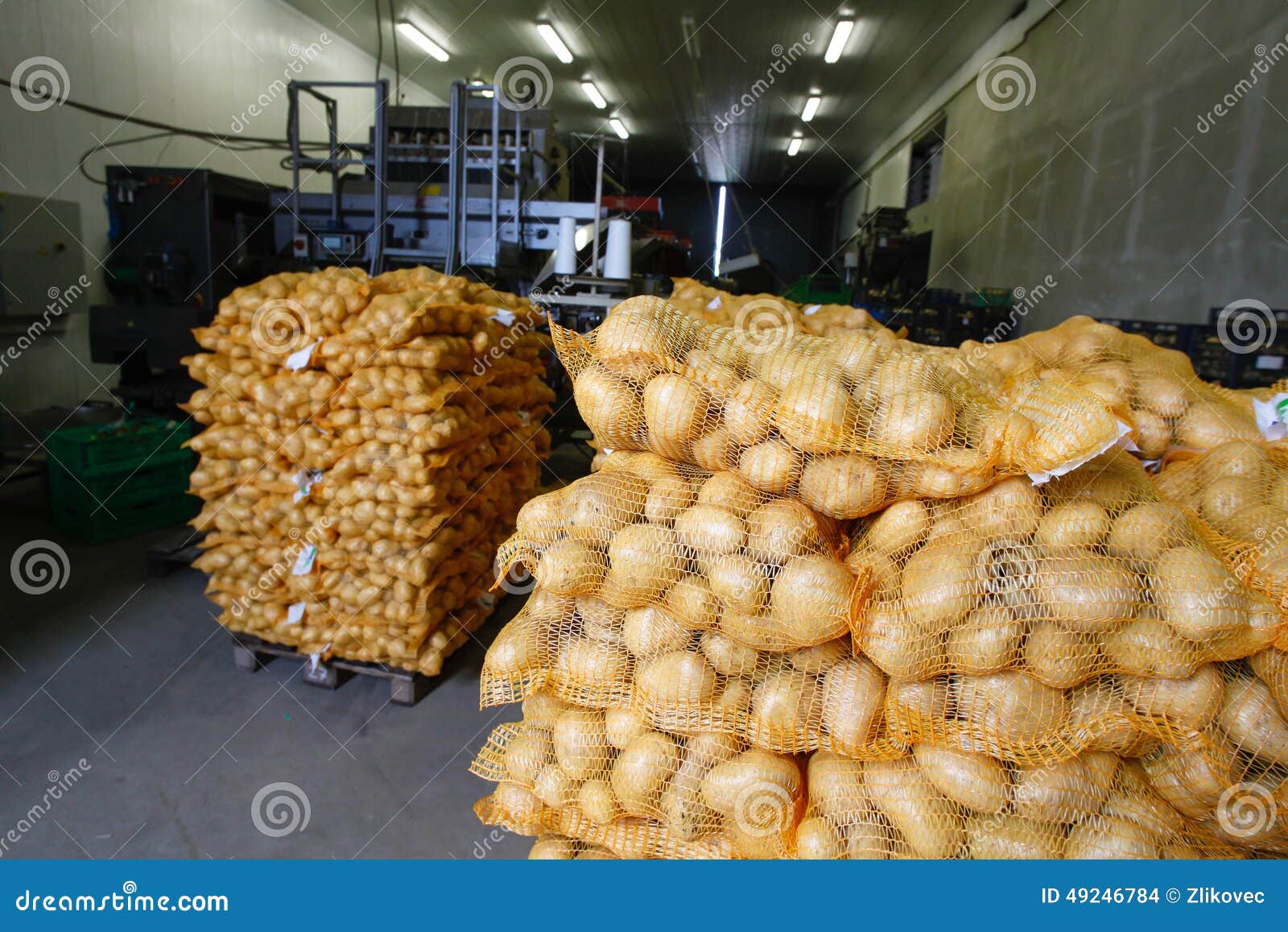Bagged potatoes stock photo. Image of gross, food, conveyor - 49246784