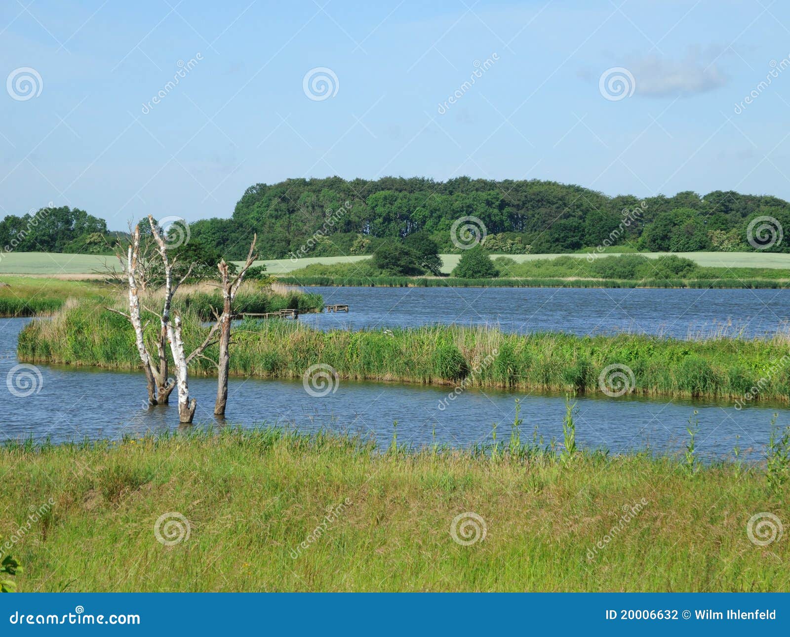 Bagna zdjęcie stock. Obraz złożonej z dani, bagno, ciało - 20006632