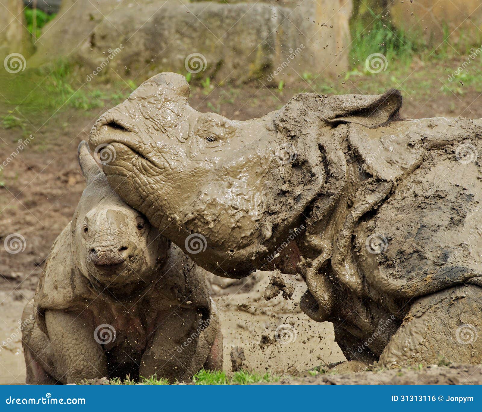 Bagno di fango fotografia stock. Immagine di attacco - 31313116