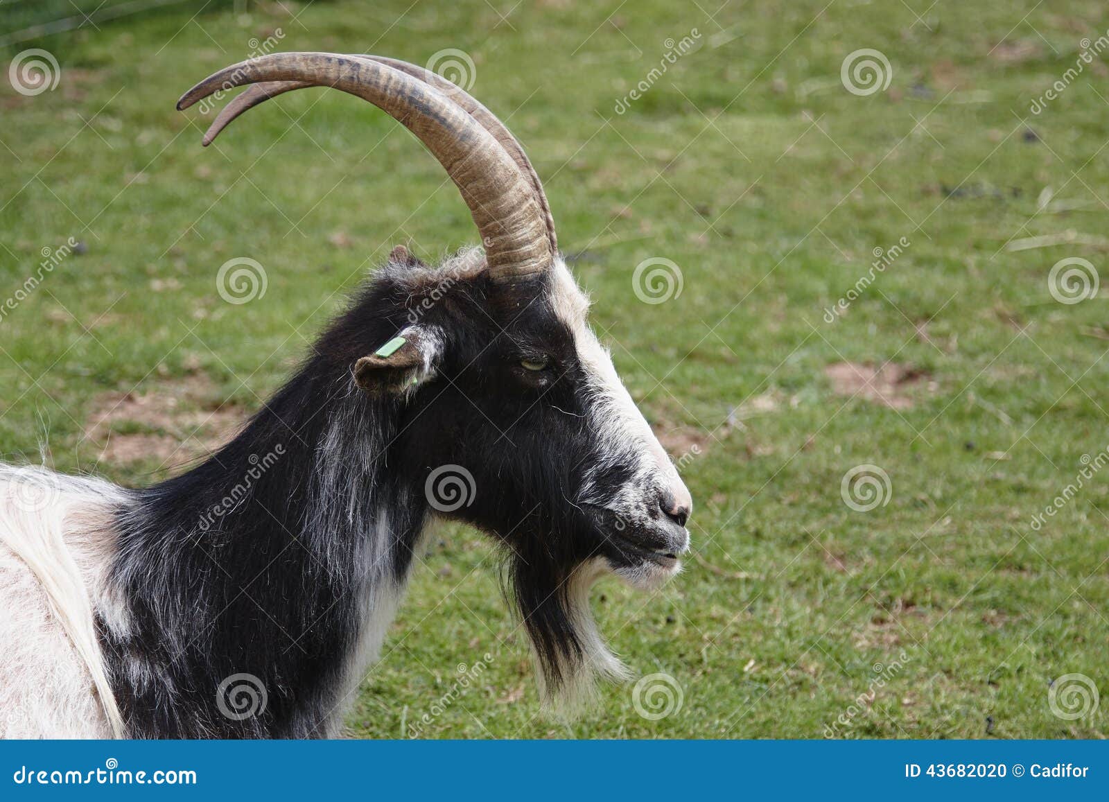 Bagot Goat Stock Photo - Image: 43682020