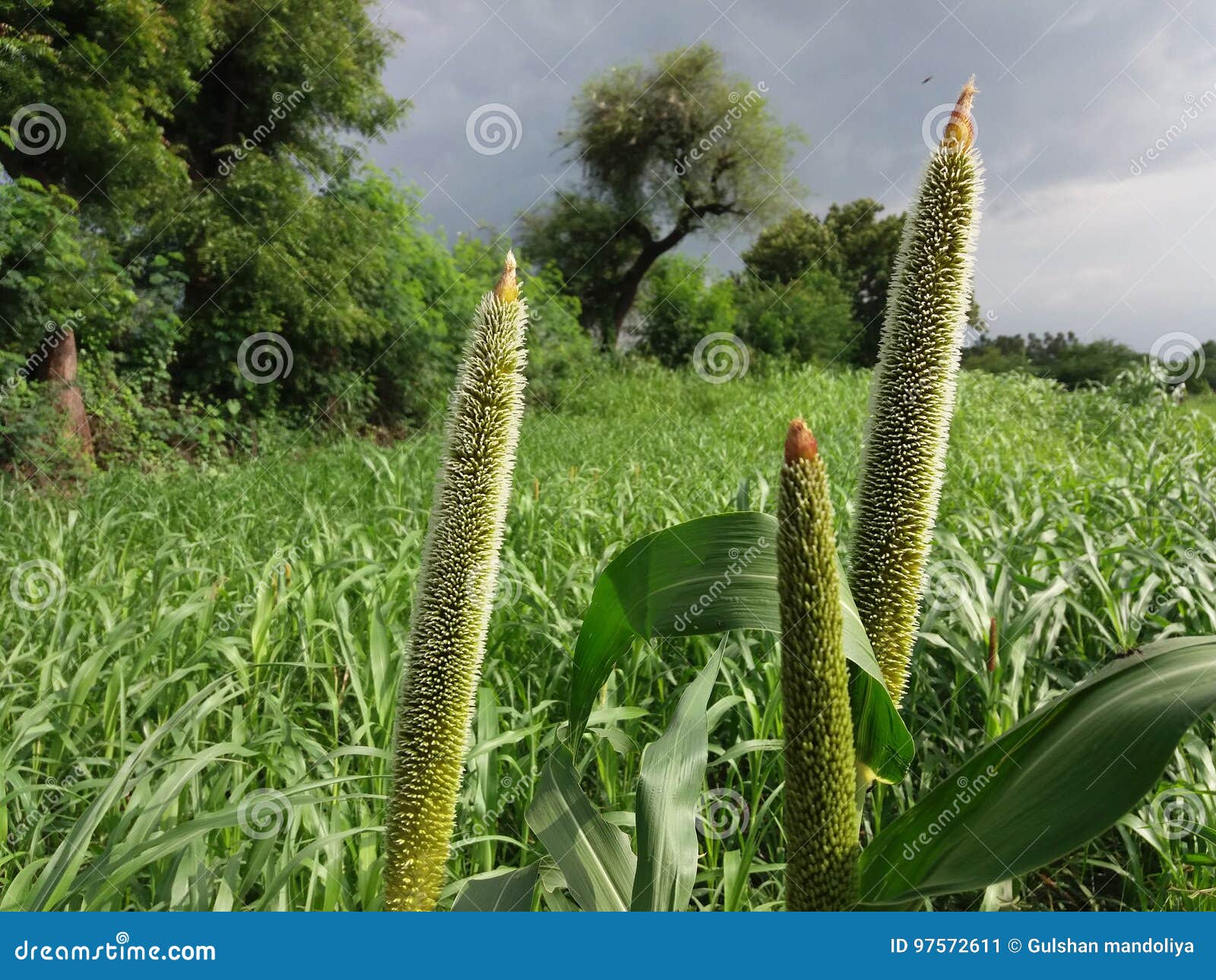 Bagra editorial photo. Image of bagra, buta, bagre, farm - 97572611