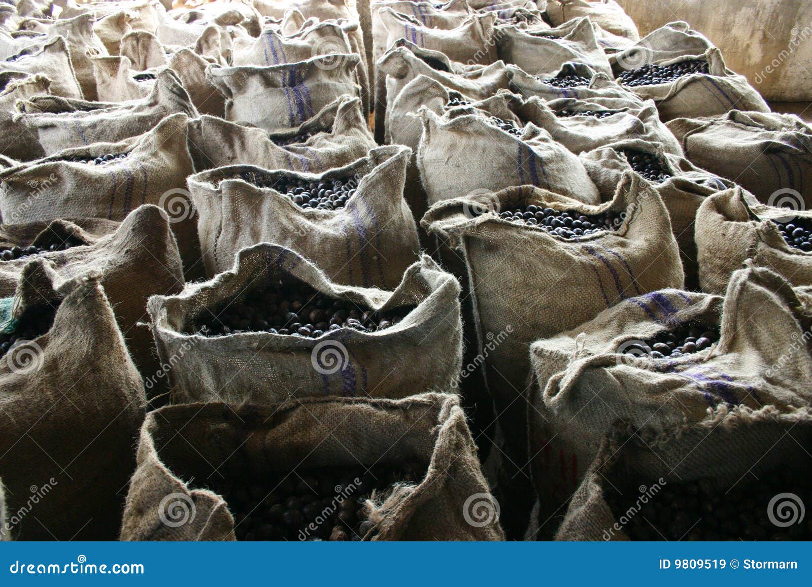 Bags of nutmegs stock image. Image of exportation, nutmeg - 9809519