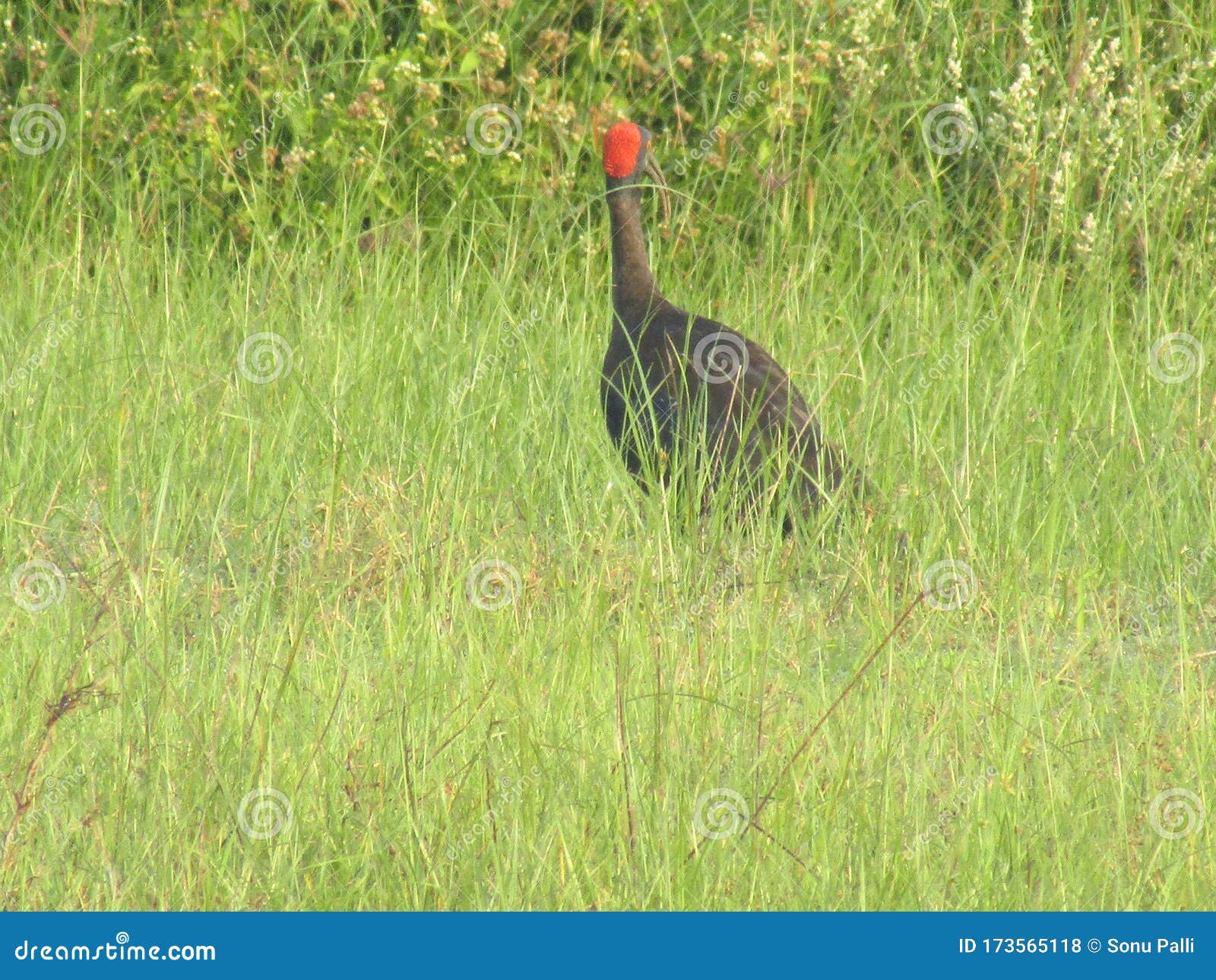 Black bagula stock photo. Image of india, bagula, bird - 173565118