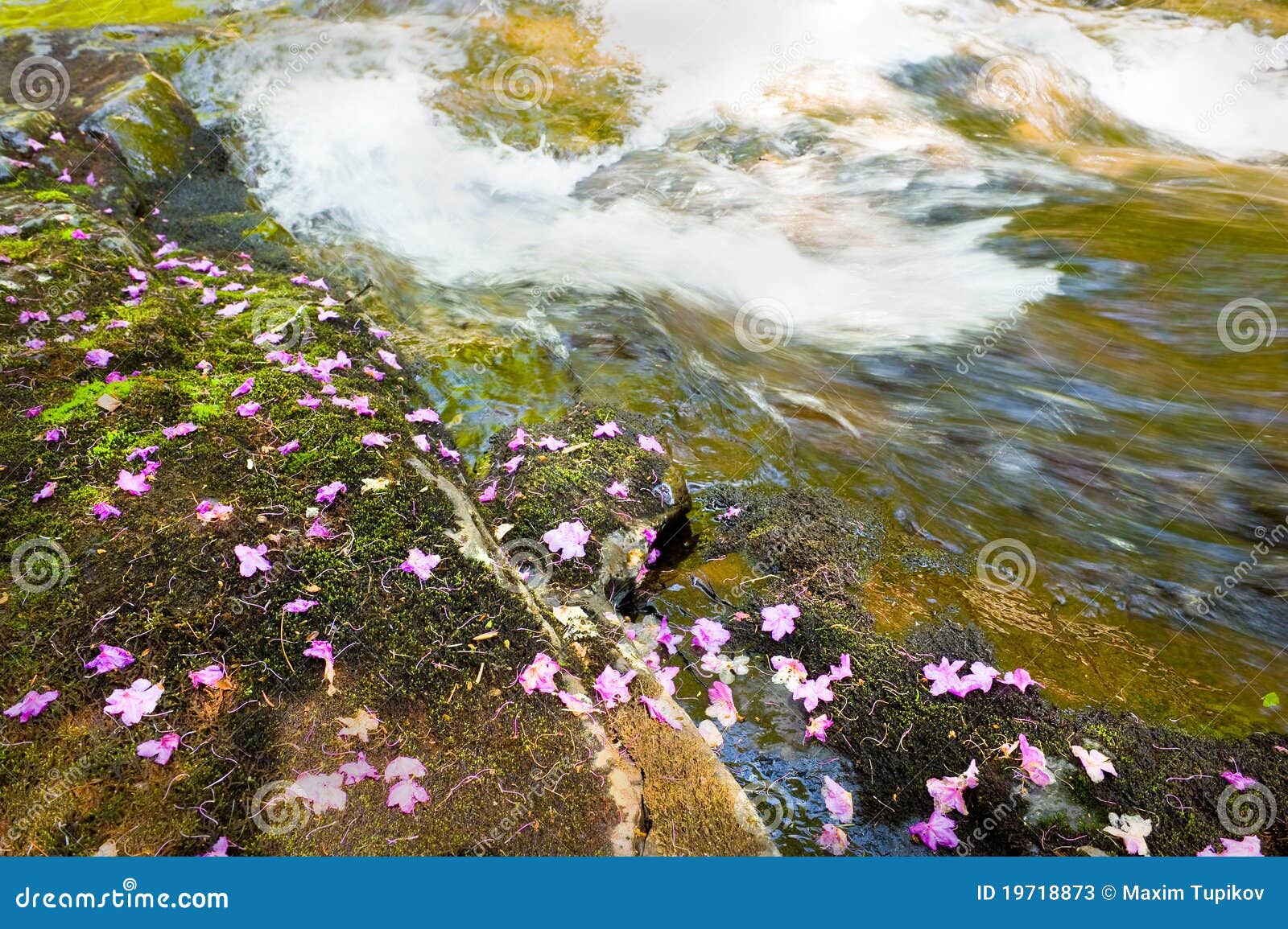 Bagulnik Fallen Flowers on Stream Smolny Stock Image - Image of ...