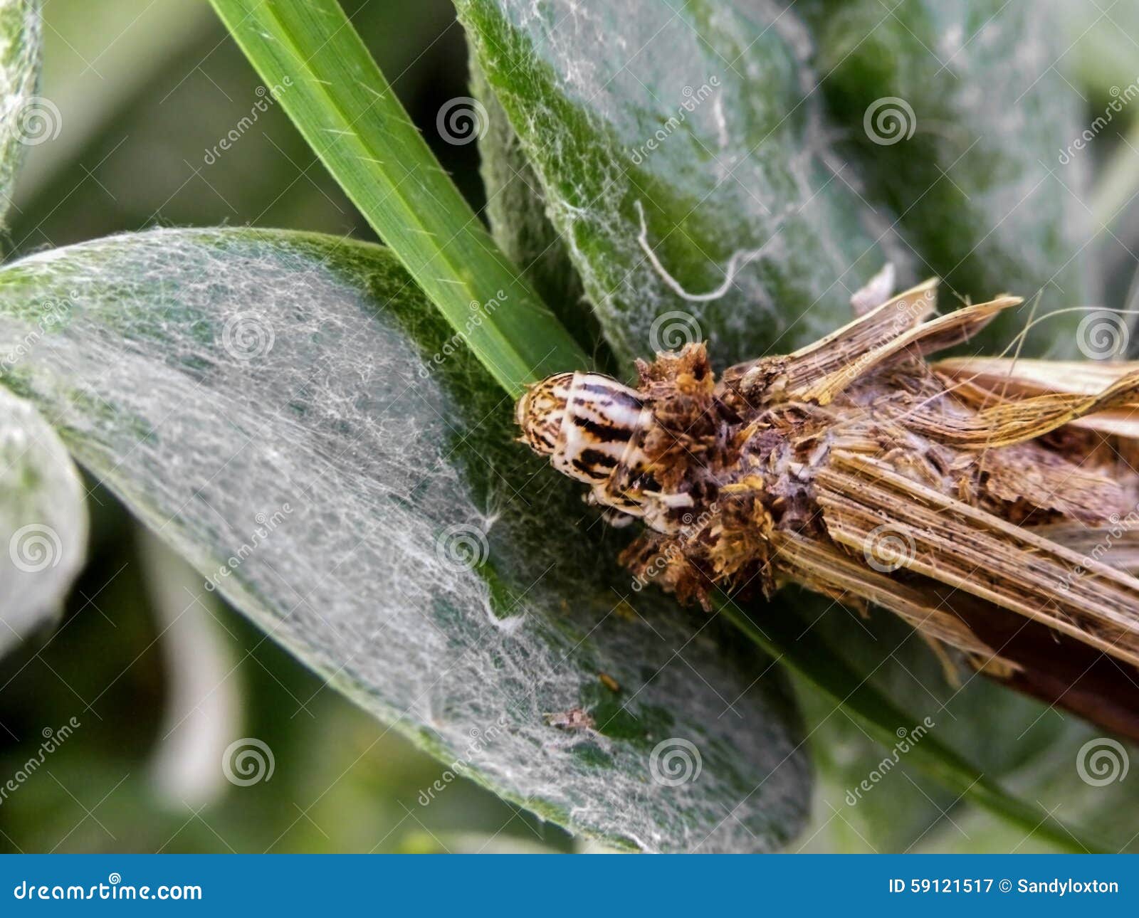 Bagworm 2 stock image. Image of casing, bugs, psychidae - 59121517
