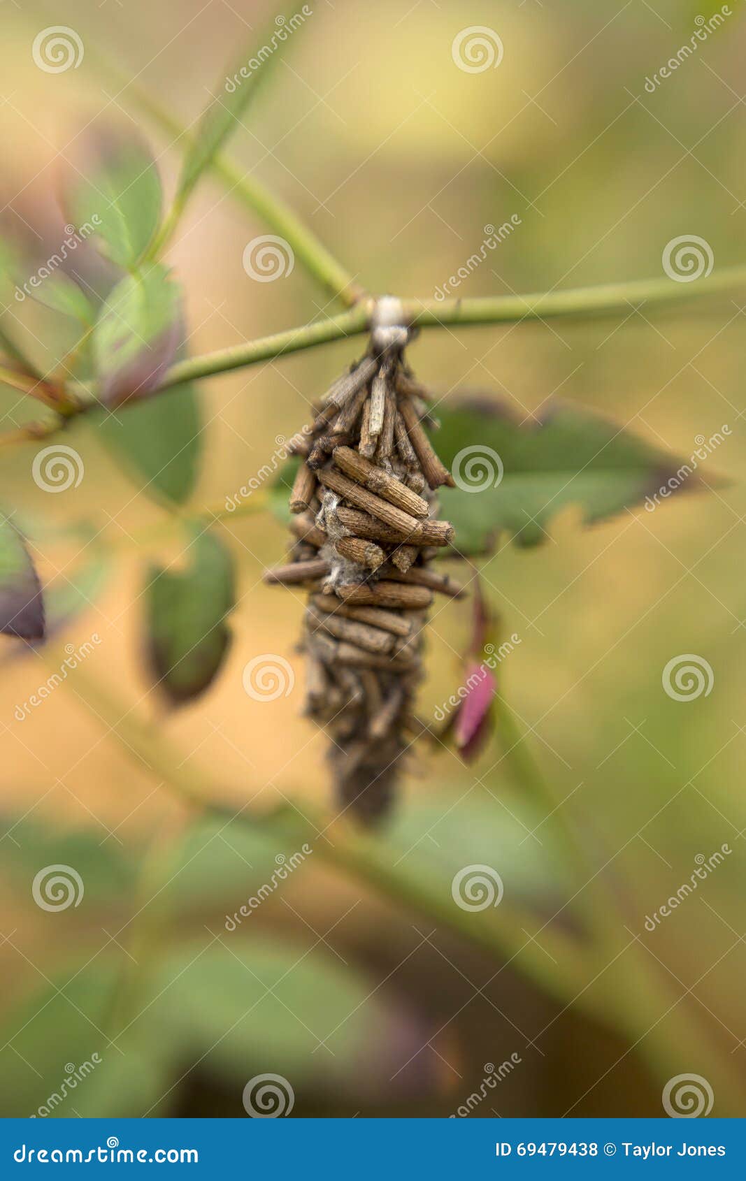 Bagworm Cocoon On An Eastern Red Cedar Tree Stock Photography ...