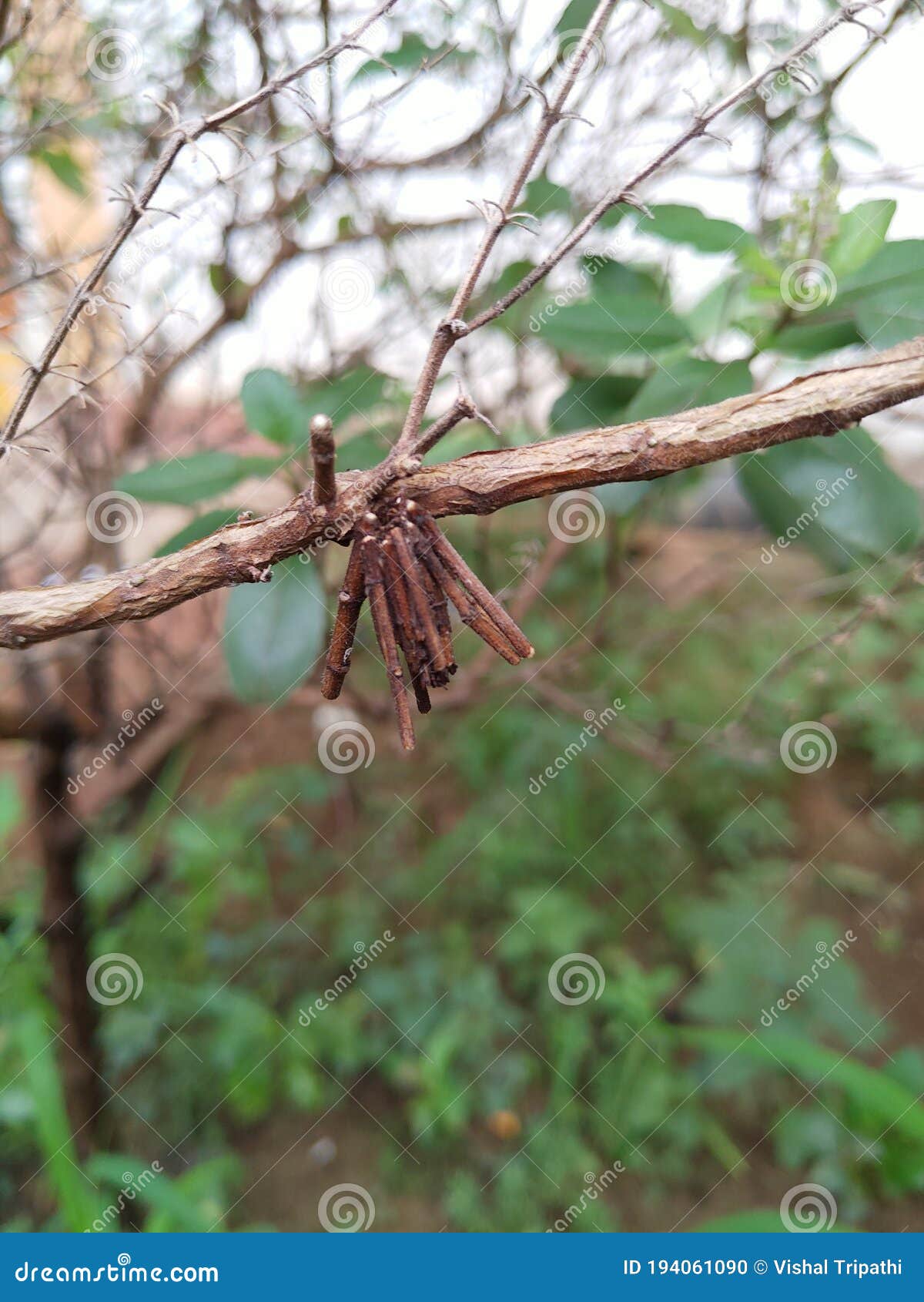 Bagworm Larvae In A Case Stock Photo | CartoonDealer.com #194061090