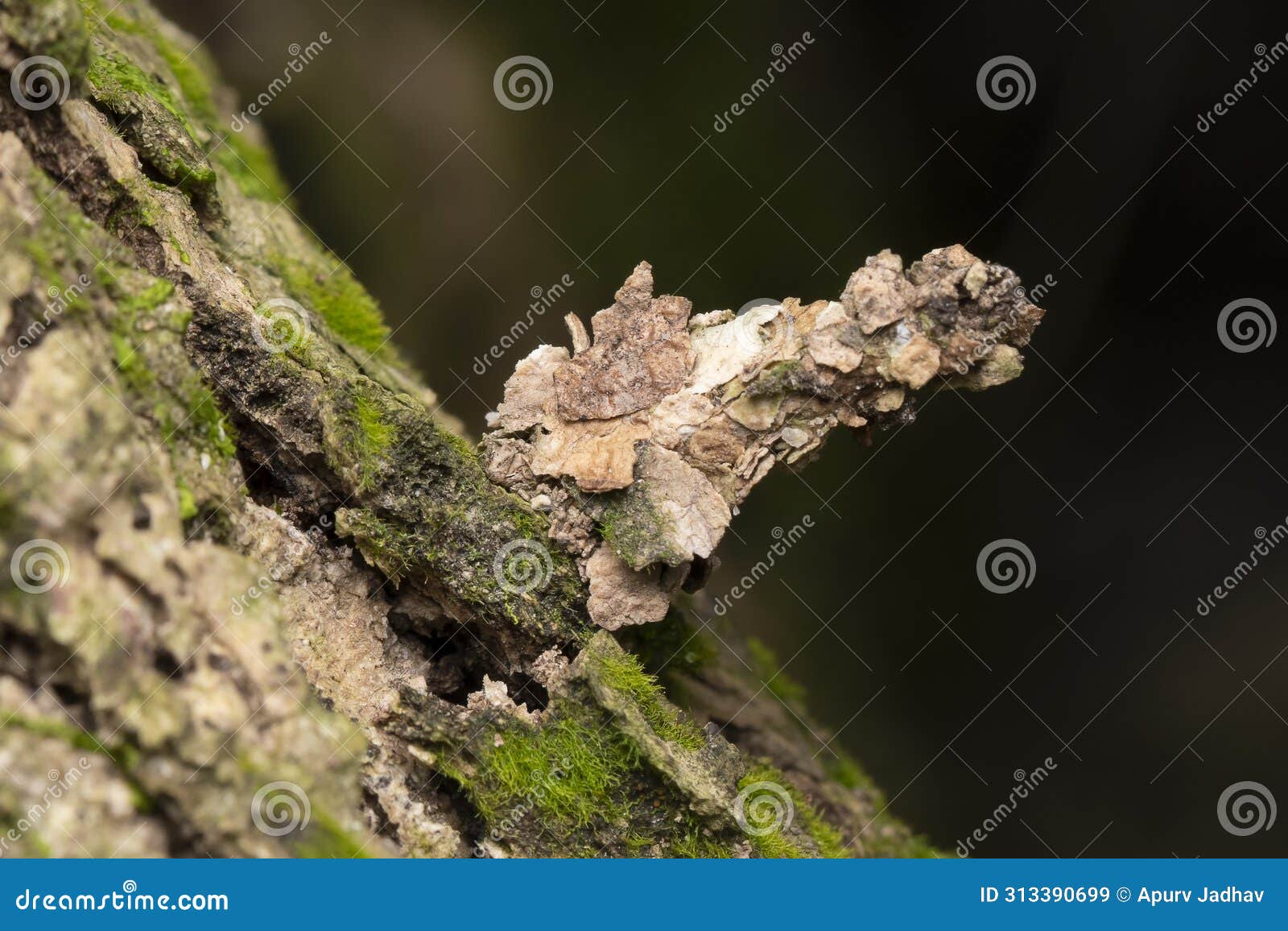 A Bagworm Case Hangs From A Dry Stem Of A Matura Tea Tree Royalty-Free ...