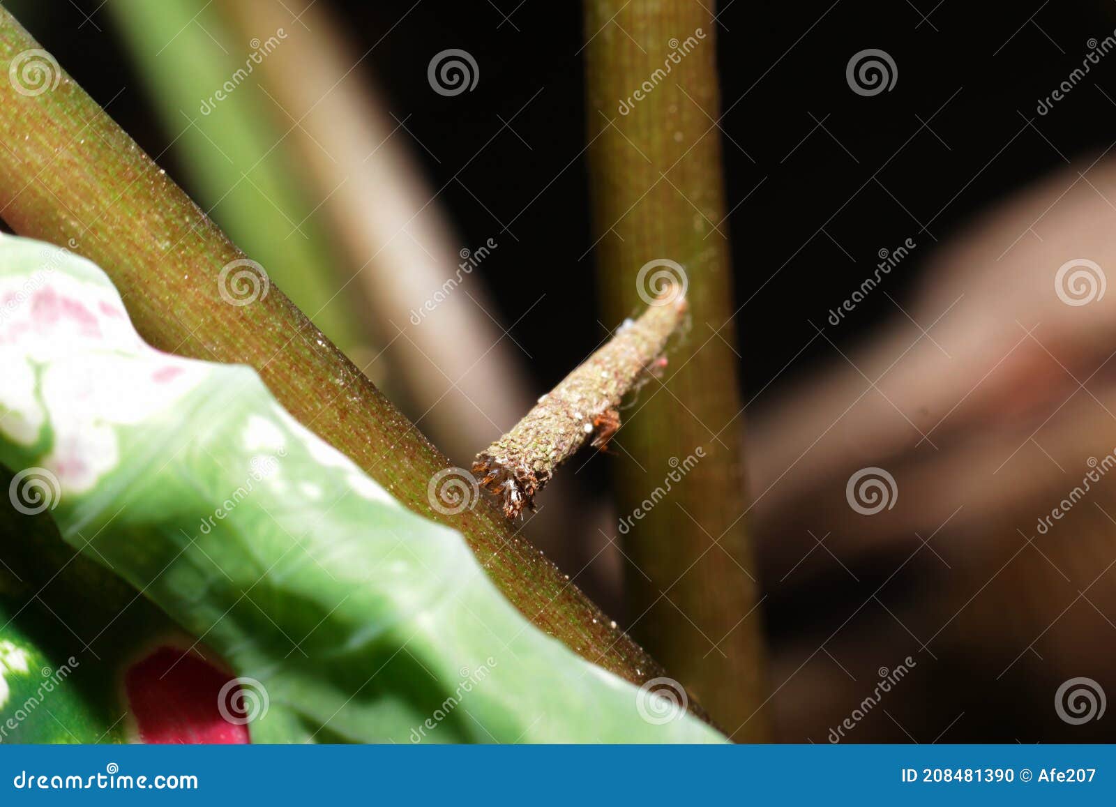 Bagworm Moth Psychidae Larva with Best Architectural Design Stock Photo ...