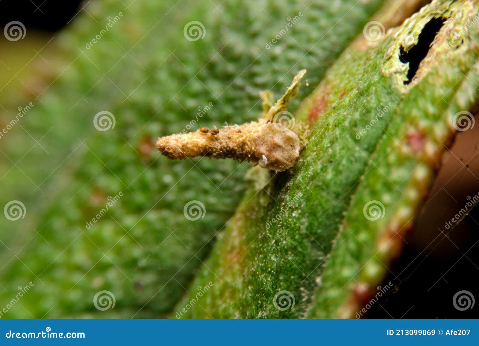 Bagworm Moth Psychidae Larva with Best Architectural Design Stock Image ...
