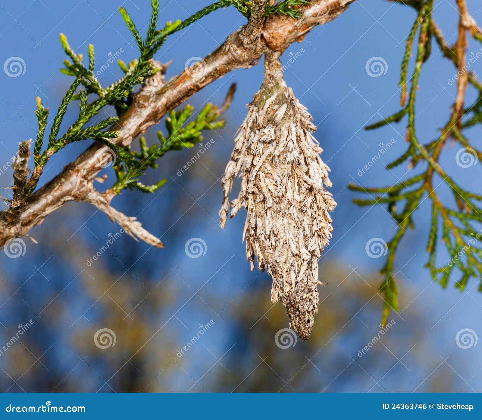 Bagworm Cocoon On An Eastern Red Cedar Tree Stock Photography ...