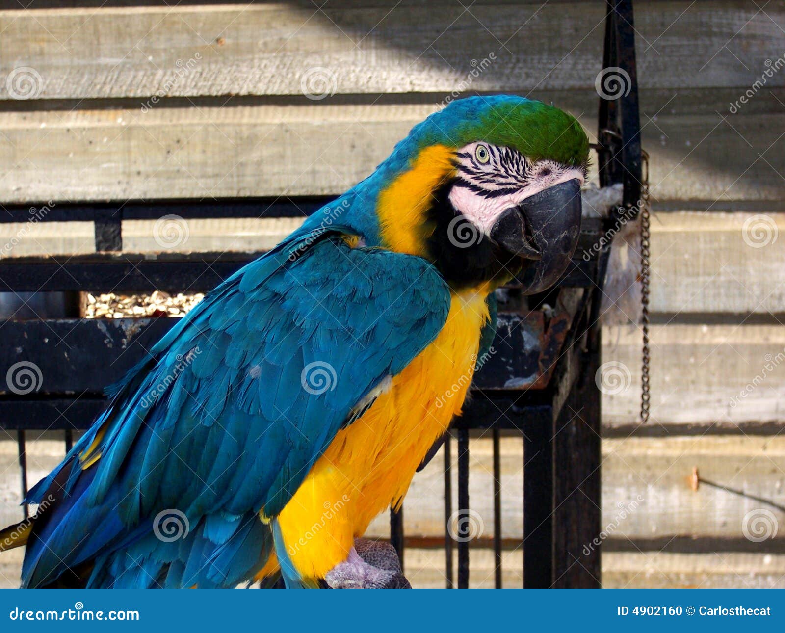Baham s Macaw stock photo. Image of paradise, nature, tropical - 4902160
