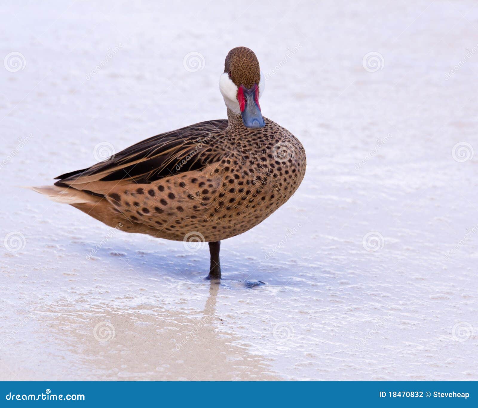 Bahama duck on sandy beach stock photo. Image of waves - 18470832