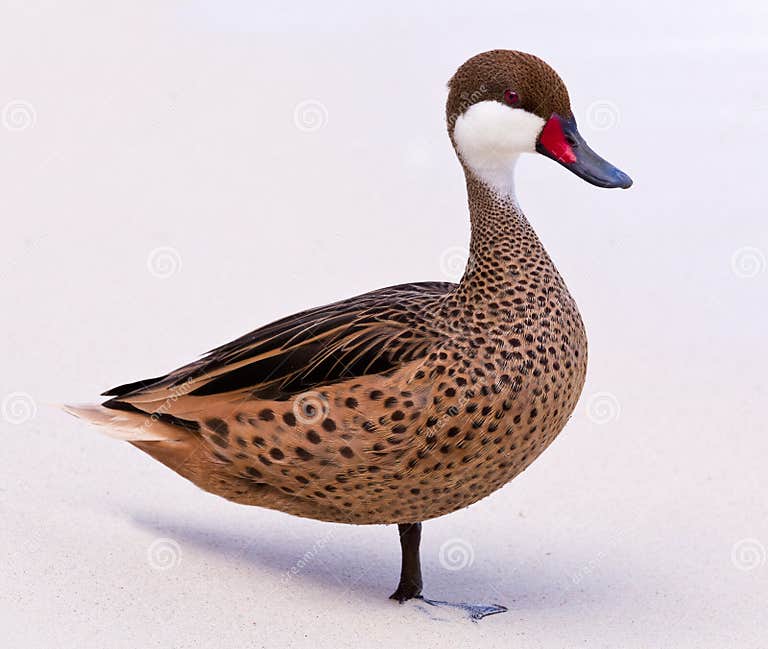 Bahama duck on sandy beach stock image. Image of white - 18487417