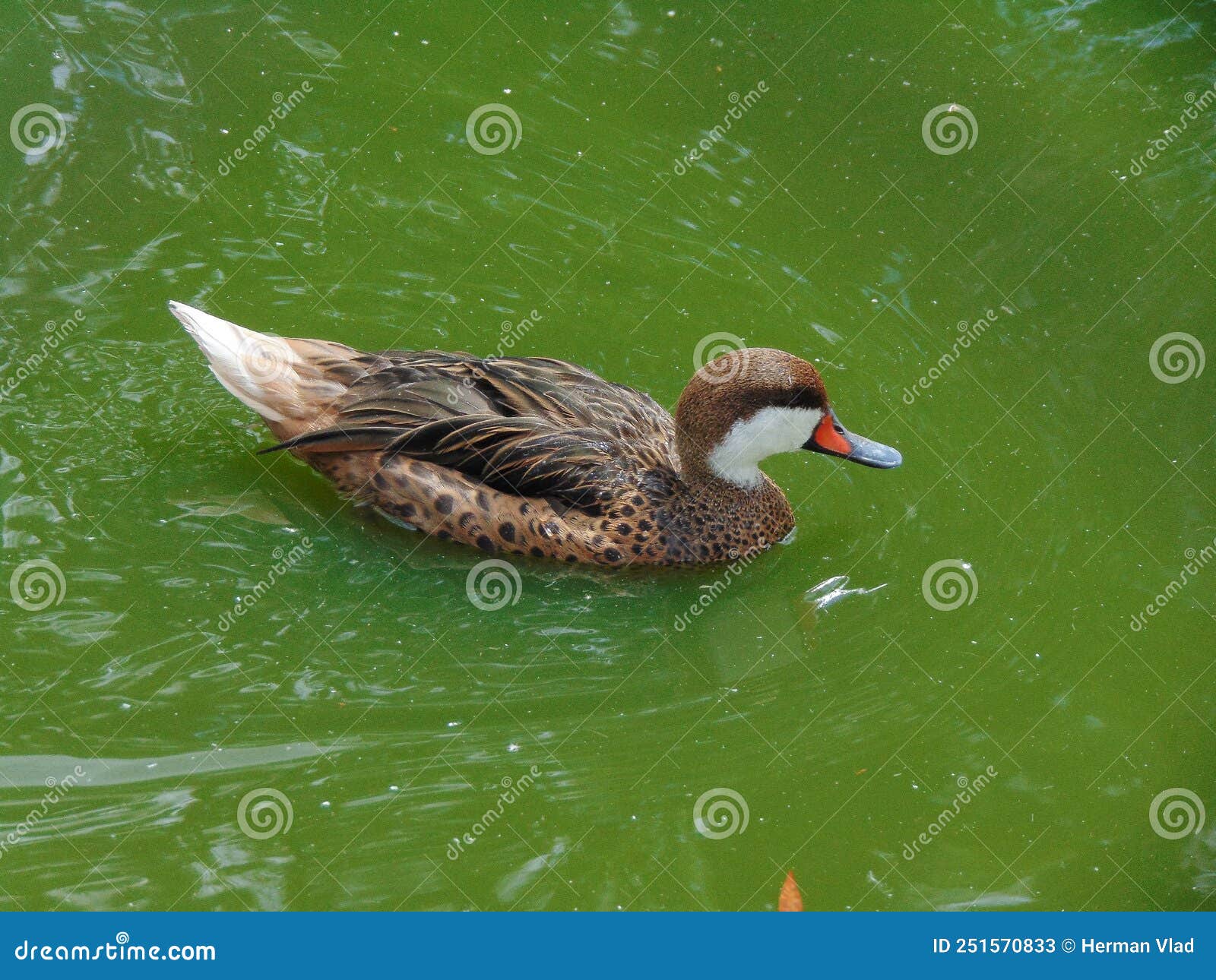 Bahama Duck White-Cheeked Pintail. Anas Bahamensis Stock Image - Image ...