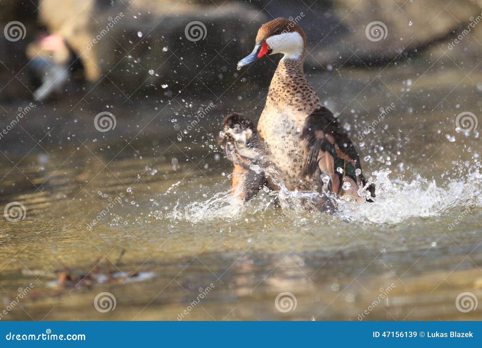 Bahama pintail stock image. Image of white, duck, bahamensis - 47156139