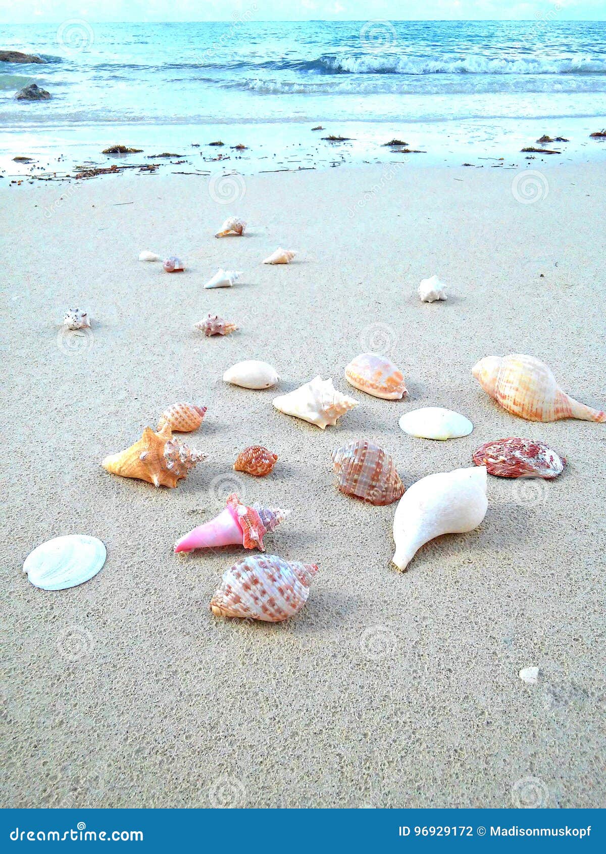 Bahama Shells stock photo. Image of nature, blue, line - 96929172