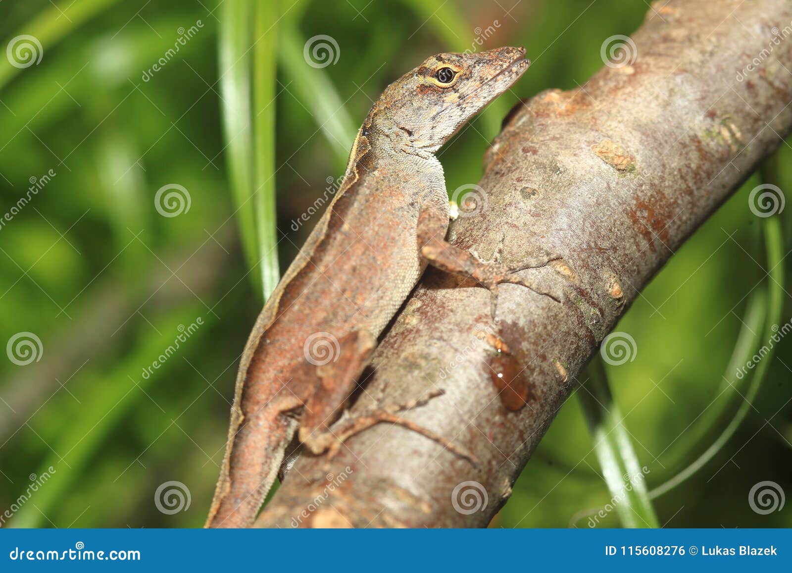 Bahaman anole stock photo. Image of anole, sagrei, sagra - 115608276