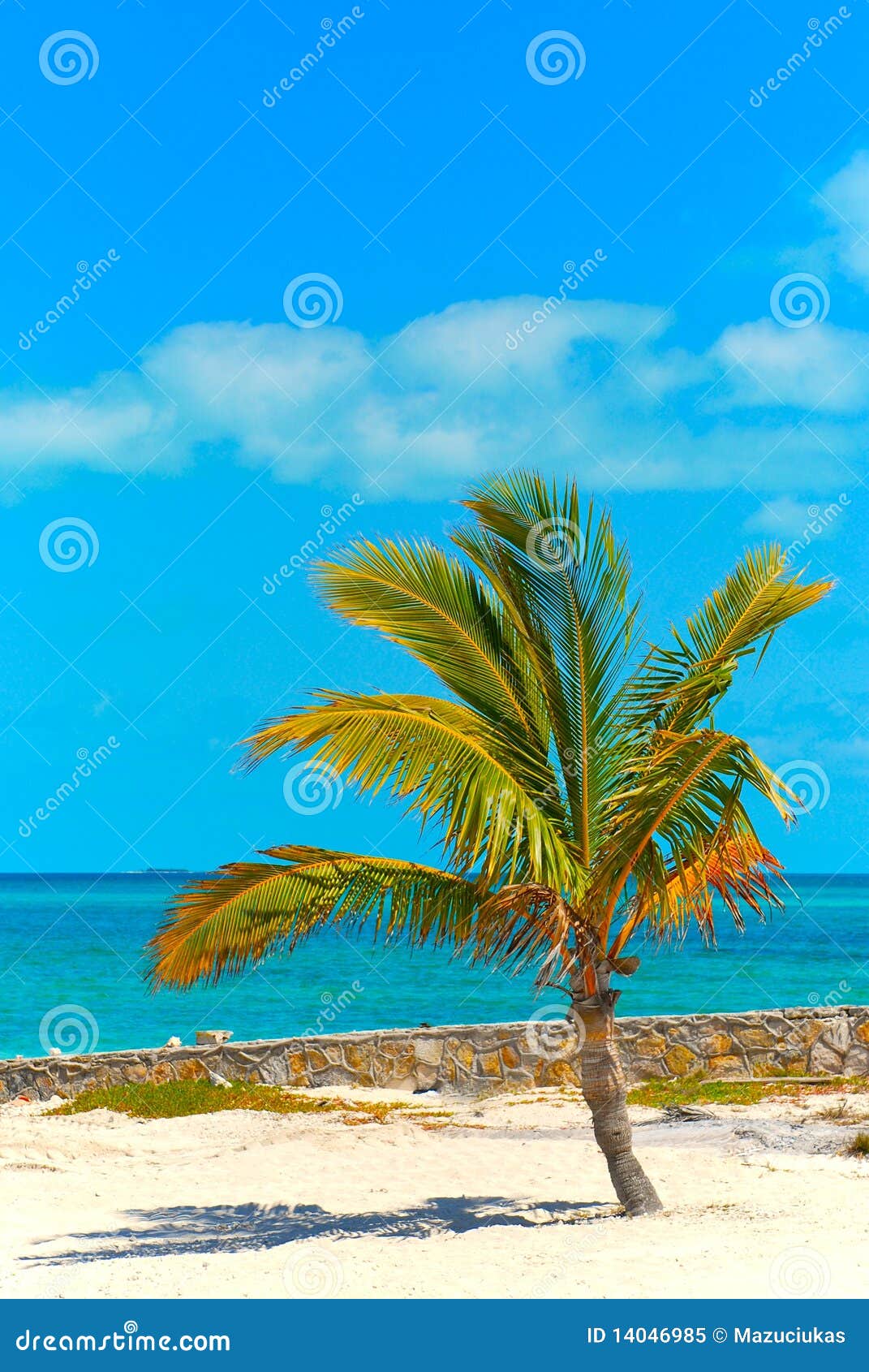 Bahamas Beach and Palm Tree Stock Image - Image of summer, trees: 14046985