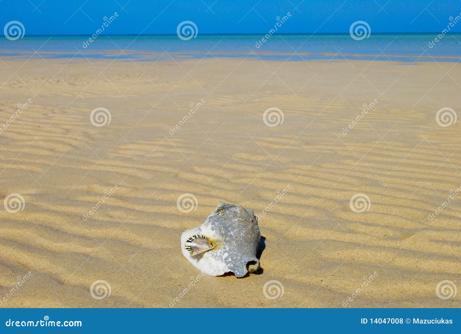 Bahamas beach and shells stock photo. Image of eleuthera - 14047008