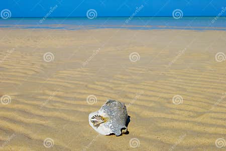 Bahamas beach and shells stock photo. Image of eleuthera - 14047008