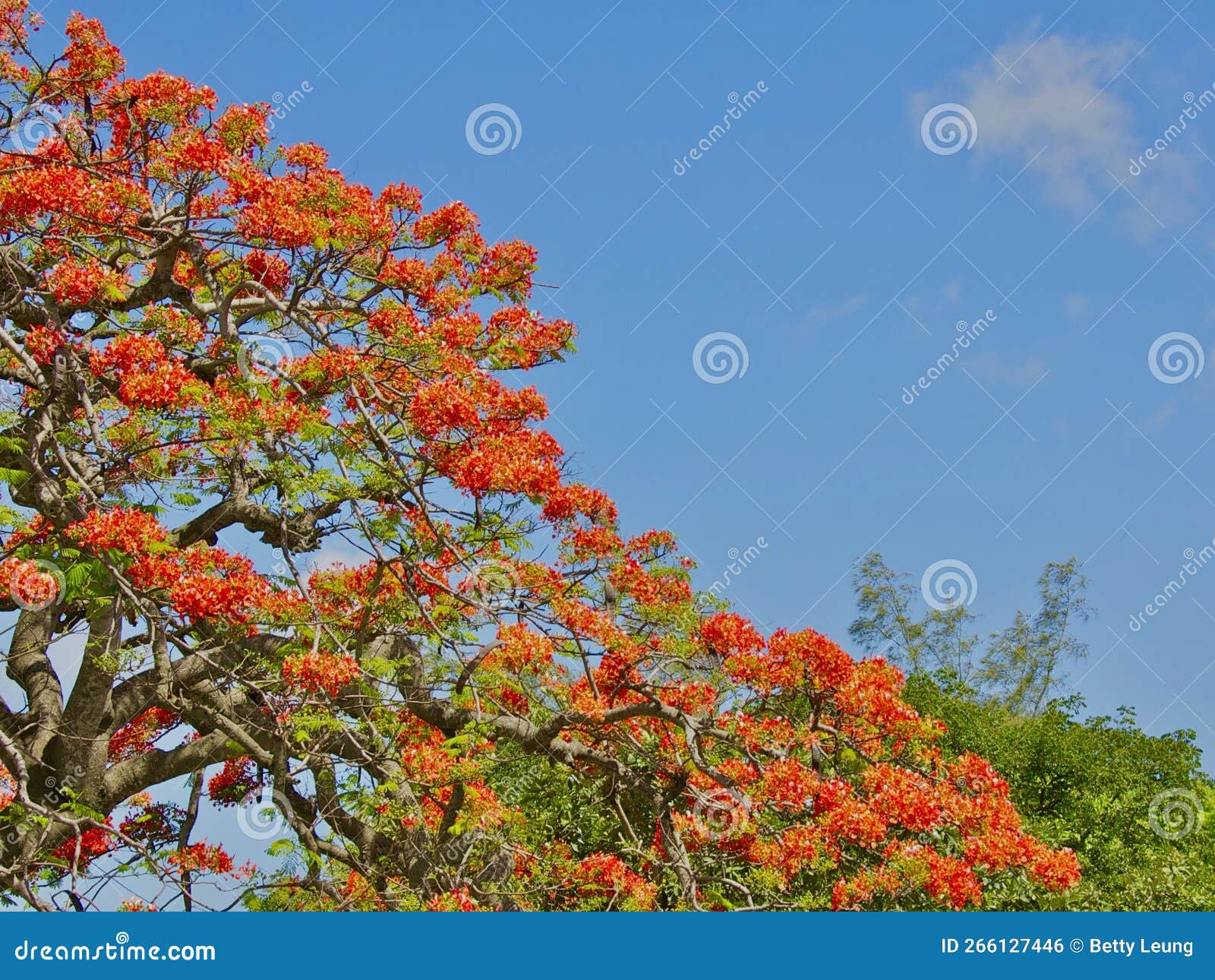 Bright Orange Colored Flame Tree Blooming in Bahamas Stock Photo ...