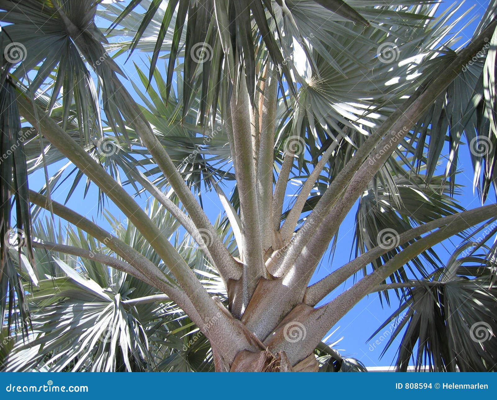 Bahamas Palm Tree Leaves stock photo. Image of line, trip - 808594