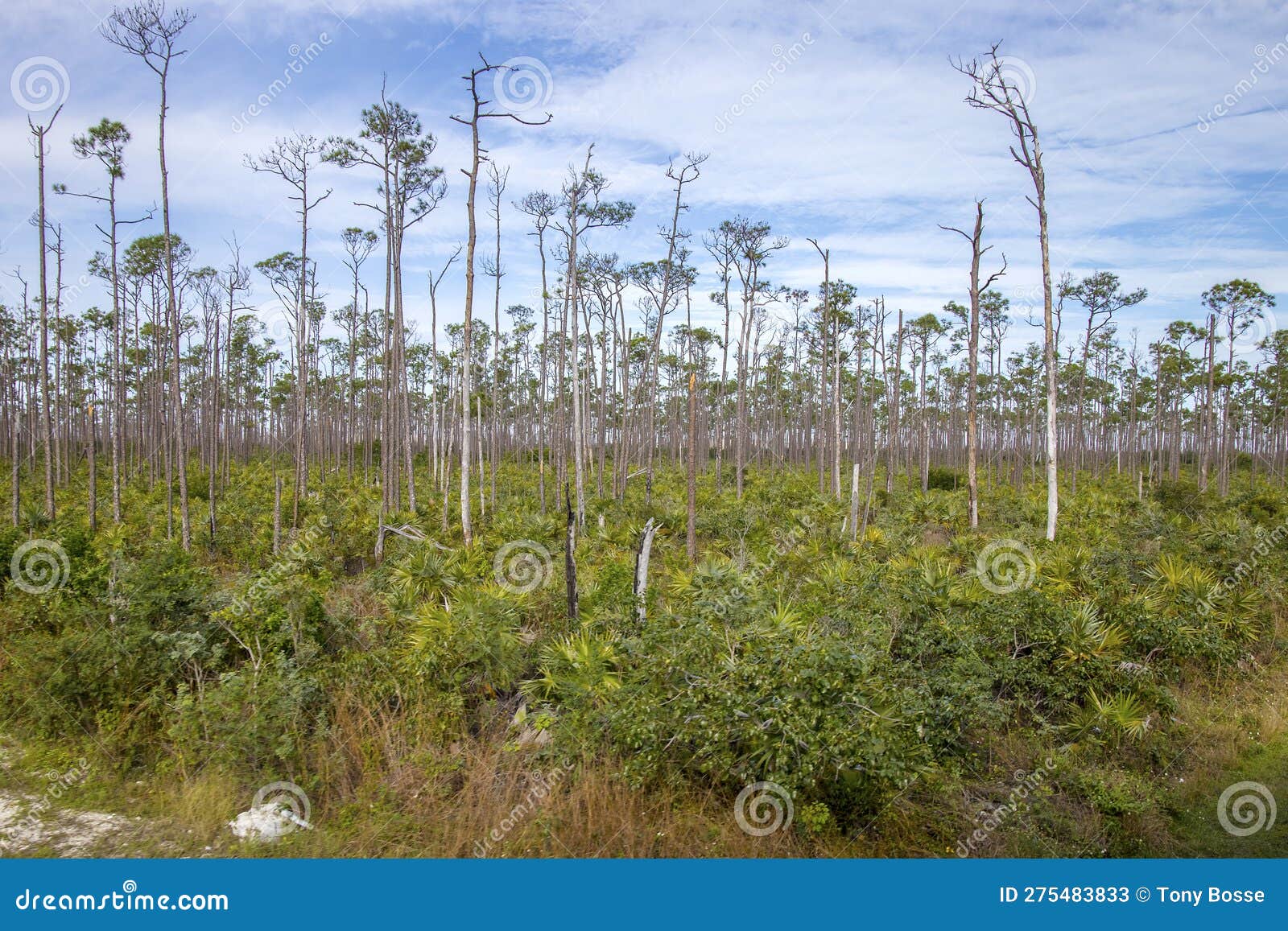 Bahamian Pine Forest stock image. Image of trees, landscape - 275483833