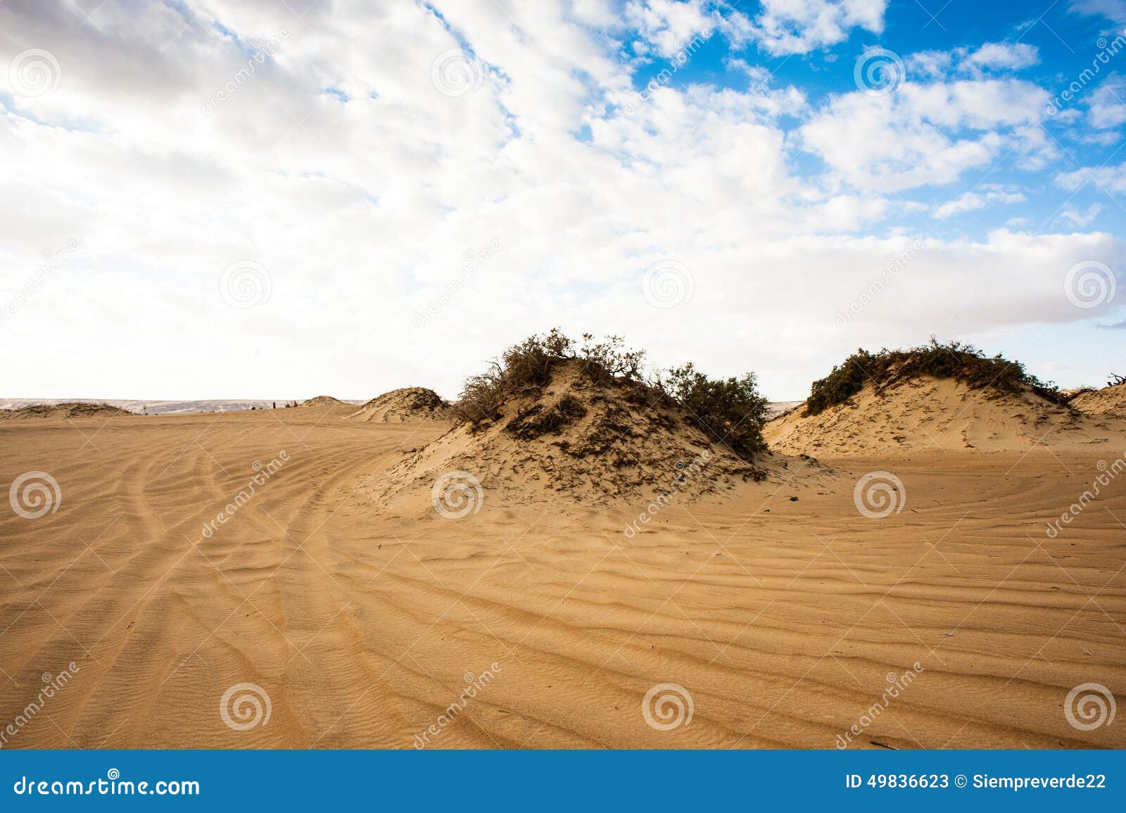 Bahariya Oasis. Egypt stock image. Image of date, outdoor - 49836623