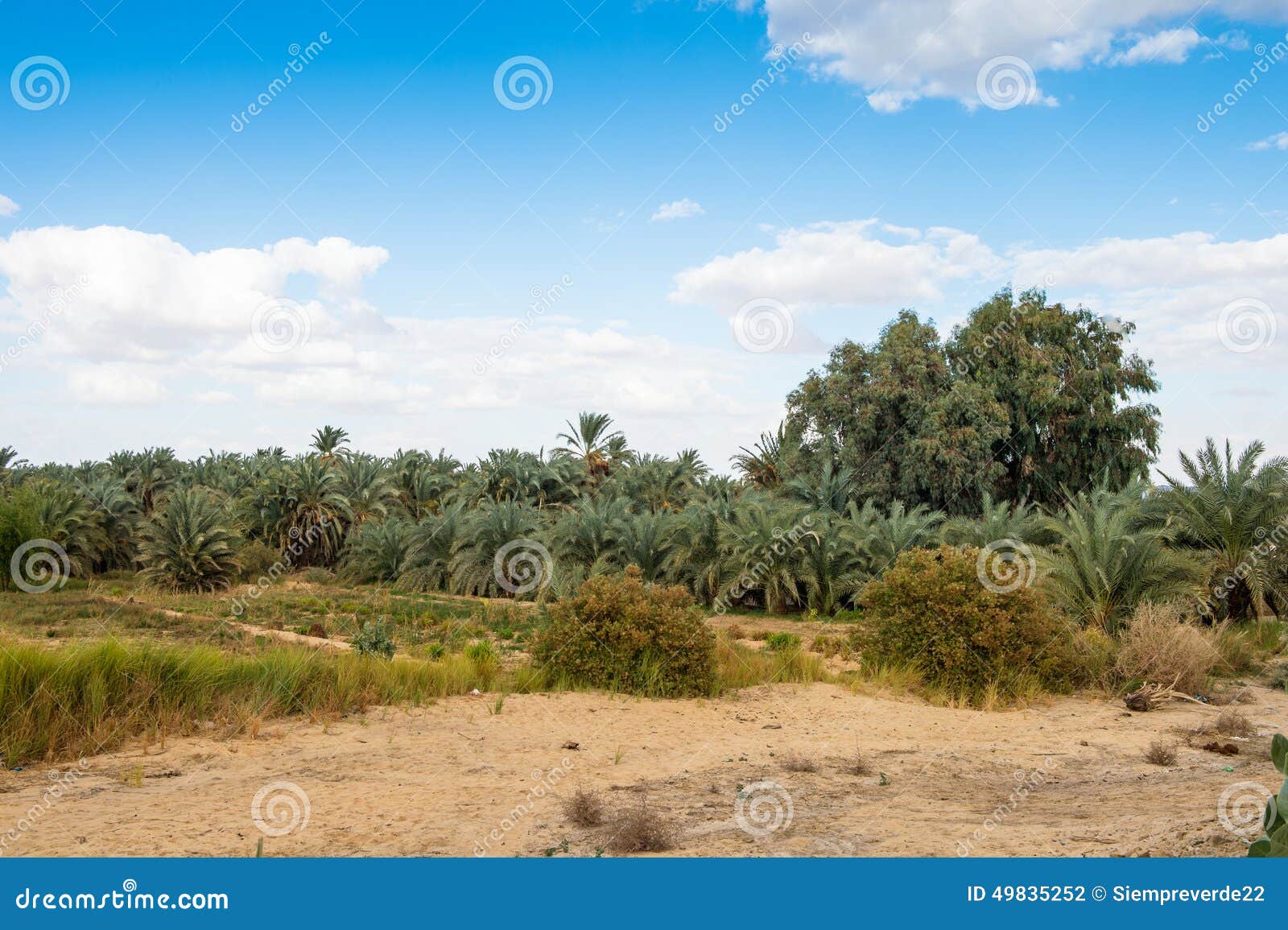 Bahariya Oasis. Egypt stock photo. Image of egyptian - 49835252