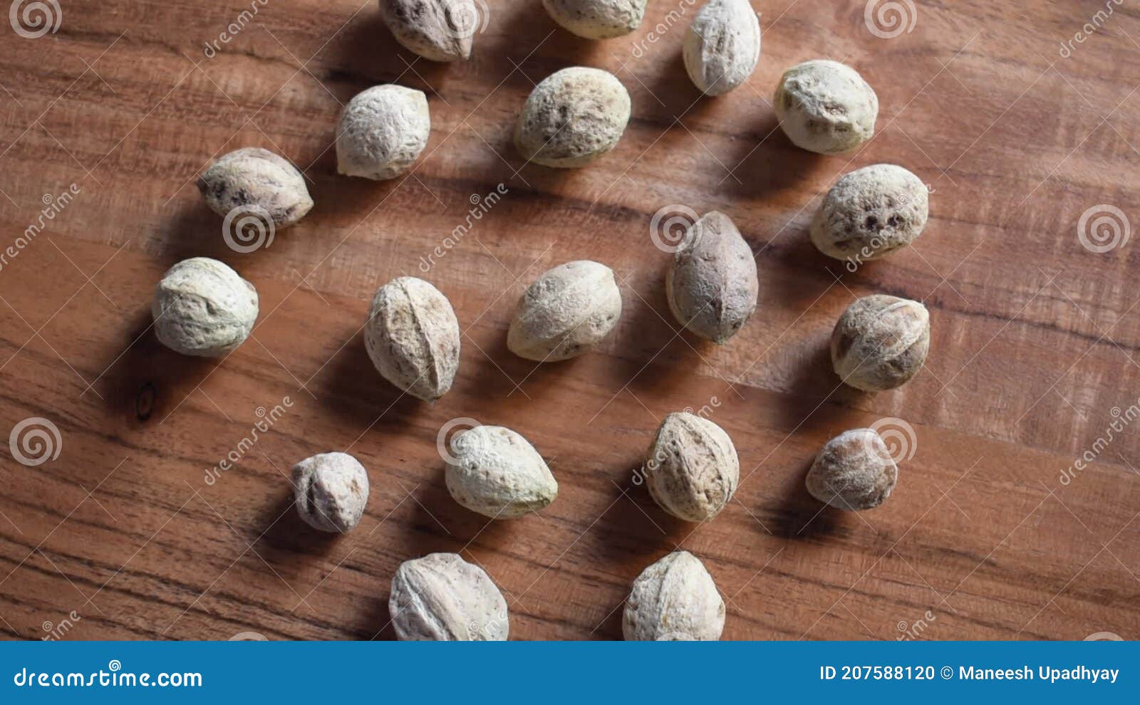 Bahera seed stock footage. Video of beleric, closeup - 207588120