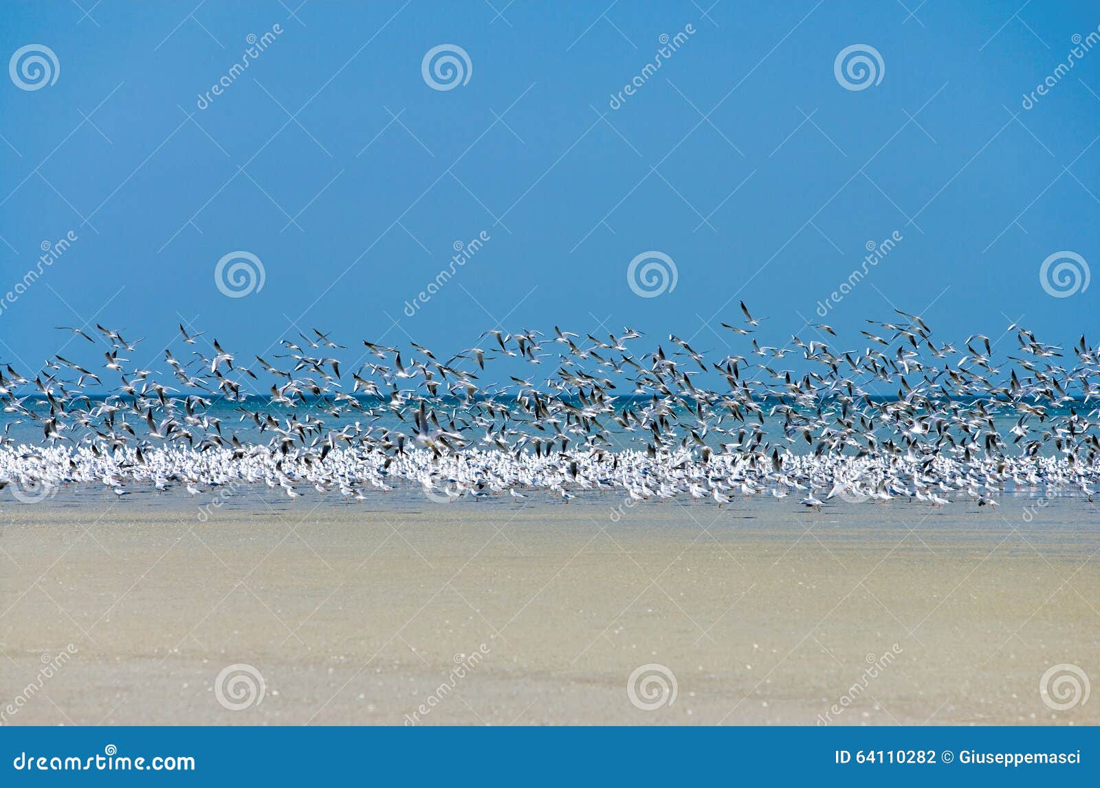 Bahrain stock photo. Image of asia, bahrain, bird, beach - 64110282