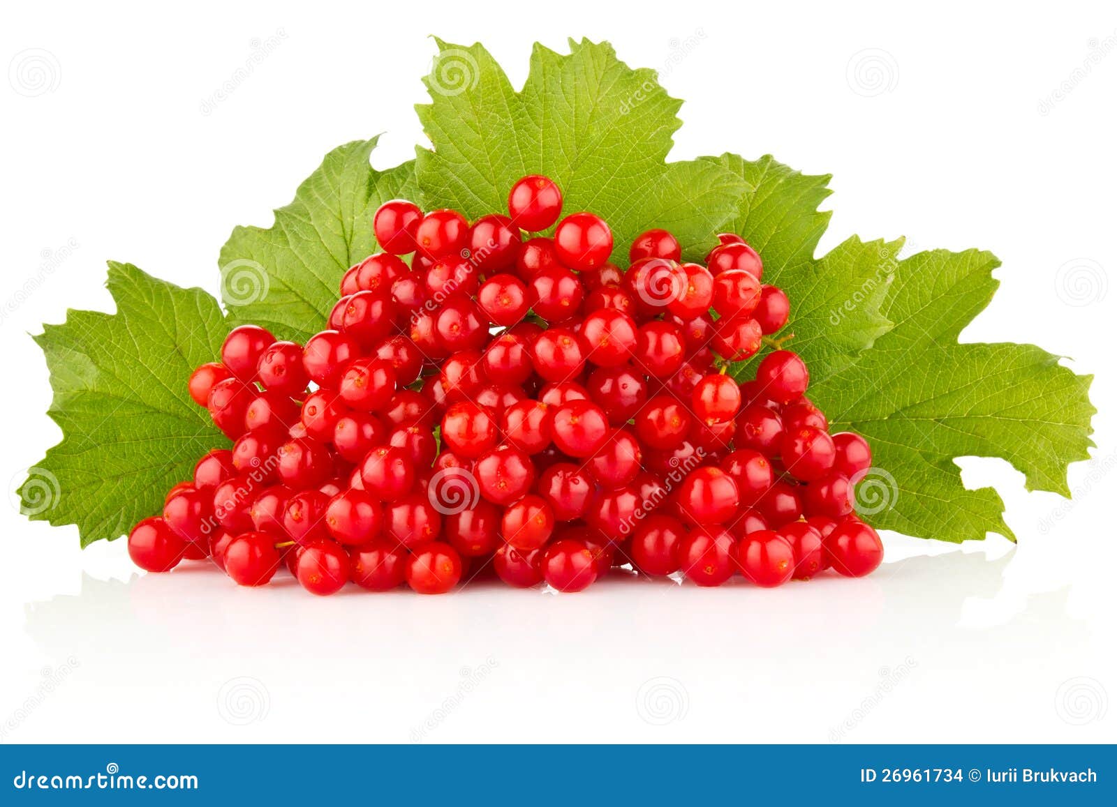 Baie Rouge Avec Les Lames Vertes Photo stock - Image du repas, personne ...