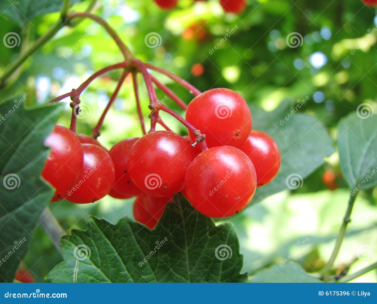 Baie rouge de viburnum photo stock. Image du lumineux - 6175396