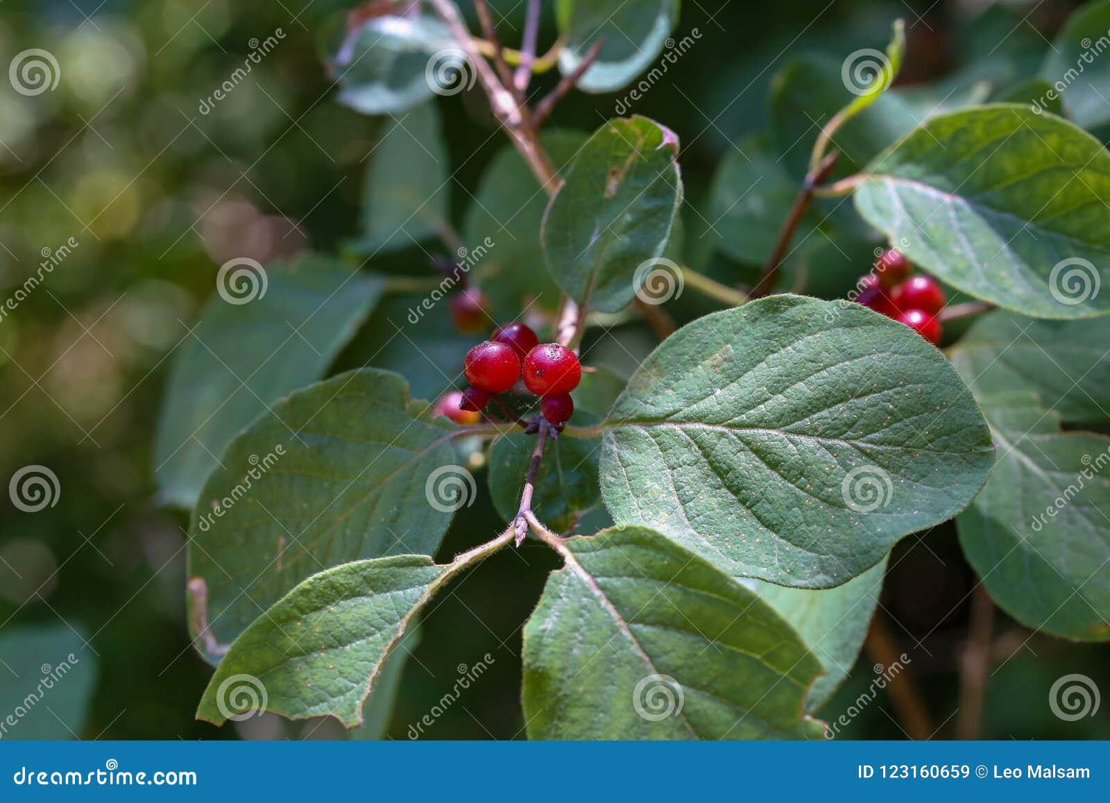 Baie Rouge Sur Les Branches Image stock - Image du couleur, lumineux ...