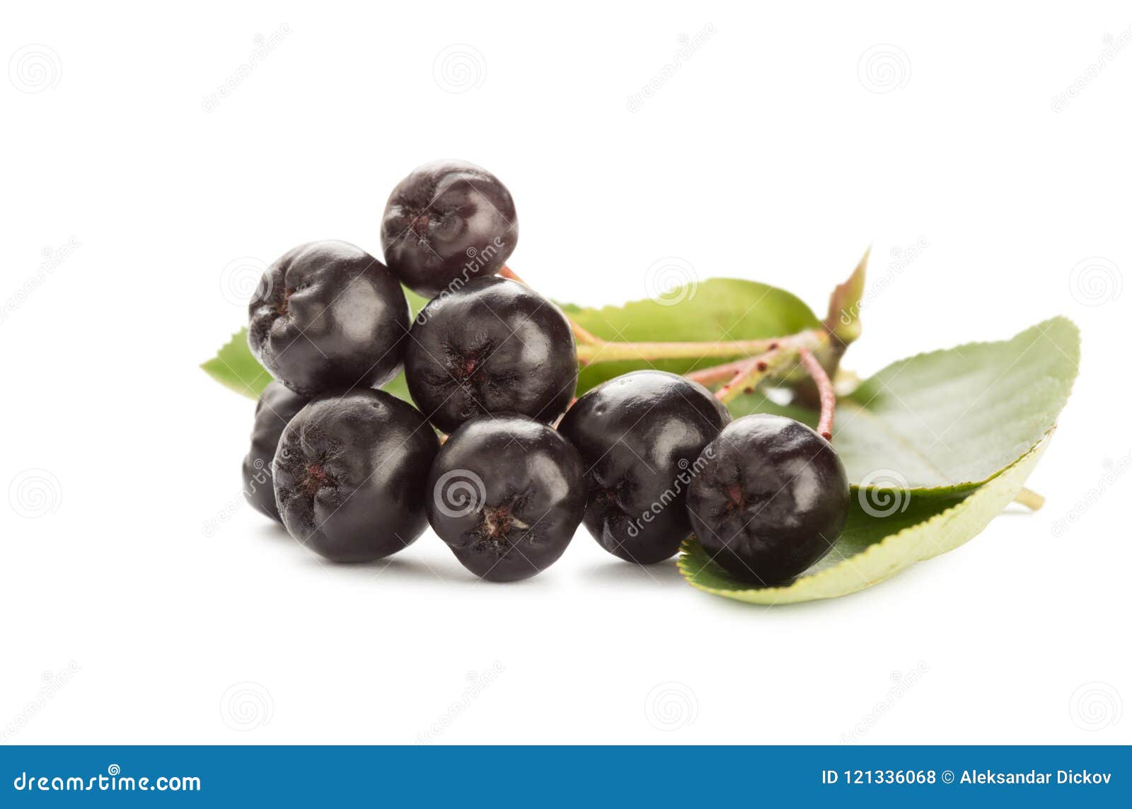 Baies d'Aronia photo stock. Image du régime, fruits - 121336068