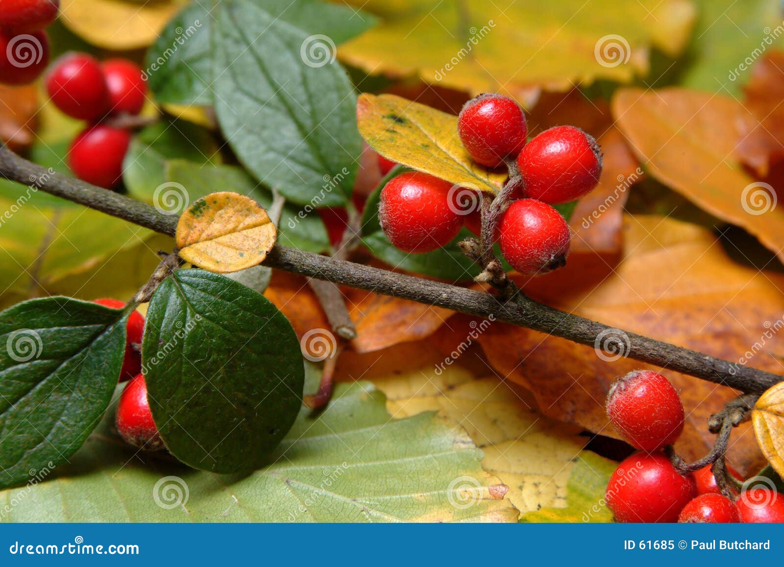 Baies d'automne image stock. Image du rouge, noël, bourrage - 61685