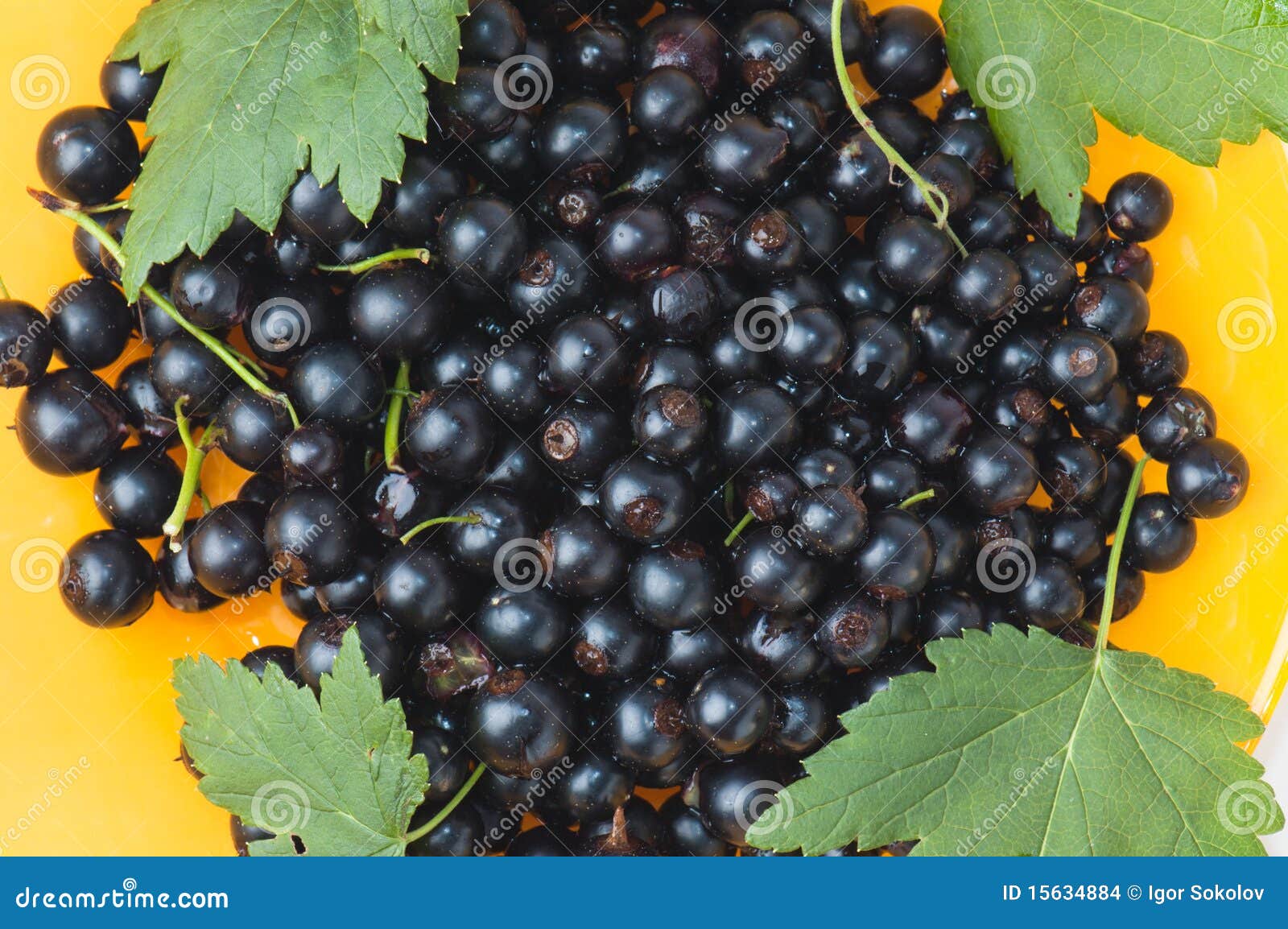 Baies d'un cassis photo stock. Image du manger, nourriture - 15634884