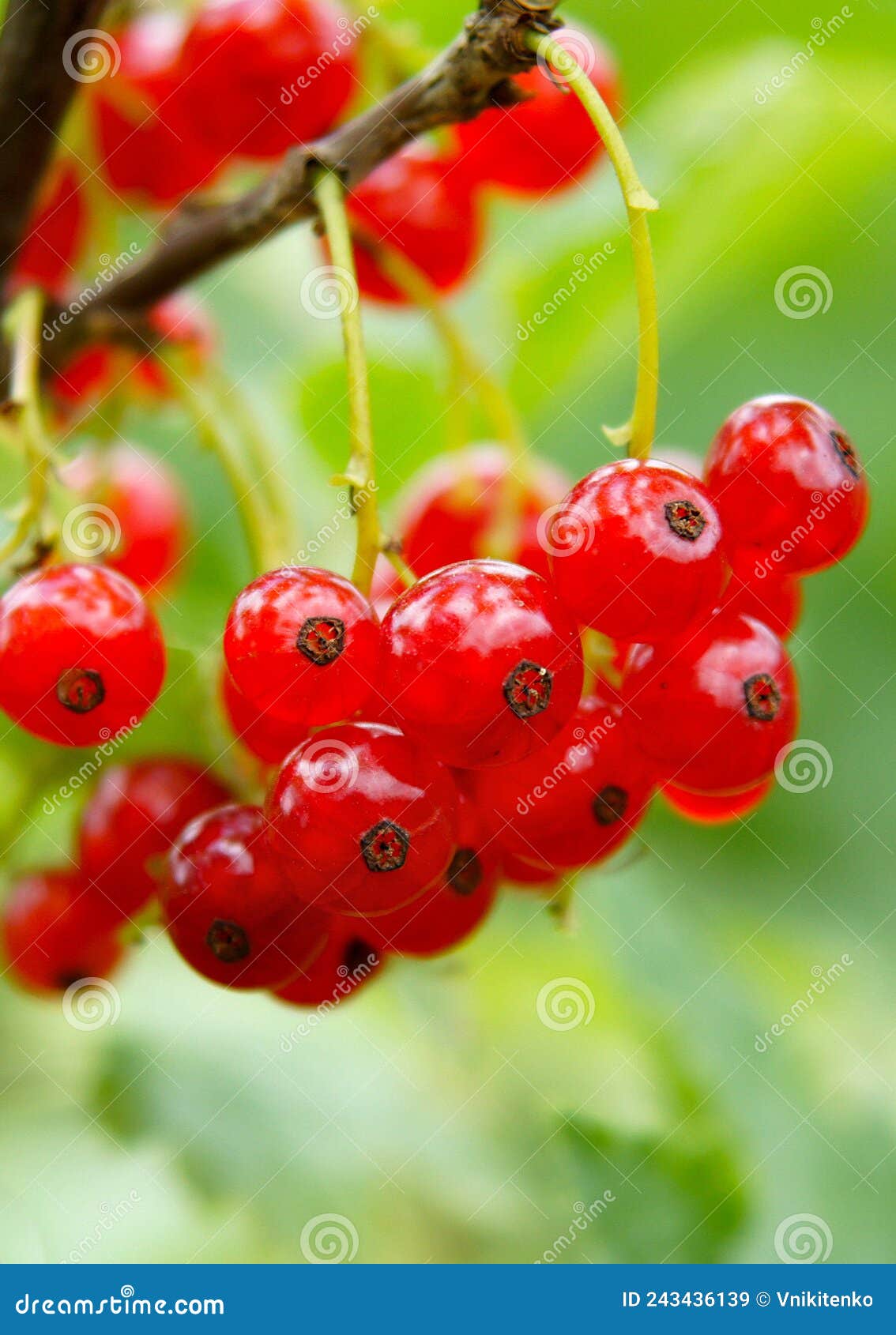 Baies de cassis image stock. Image of nature, frais - 243436139