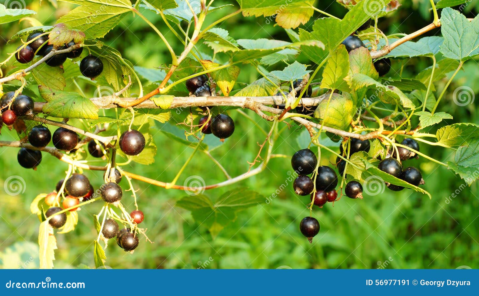 Baies De Cassis Sur Une Branche Image stock - Image du lames, coup ...