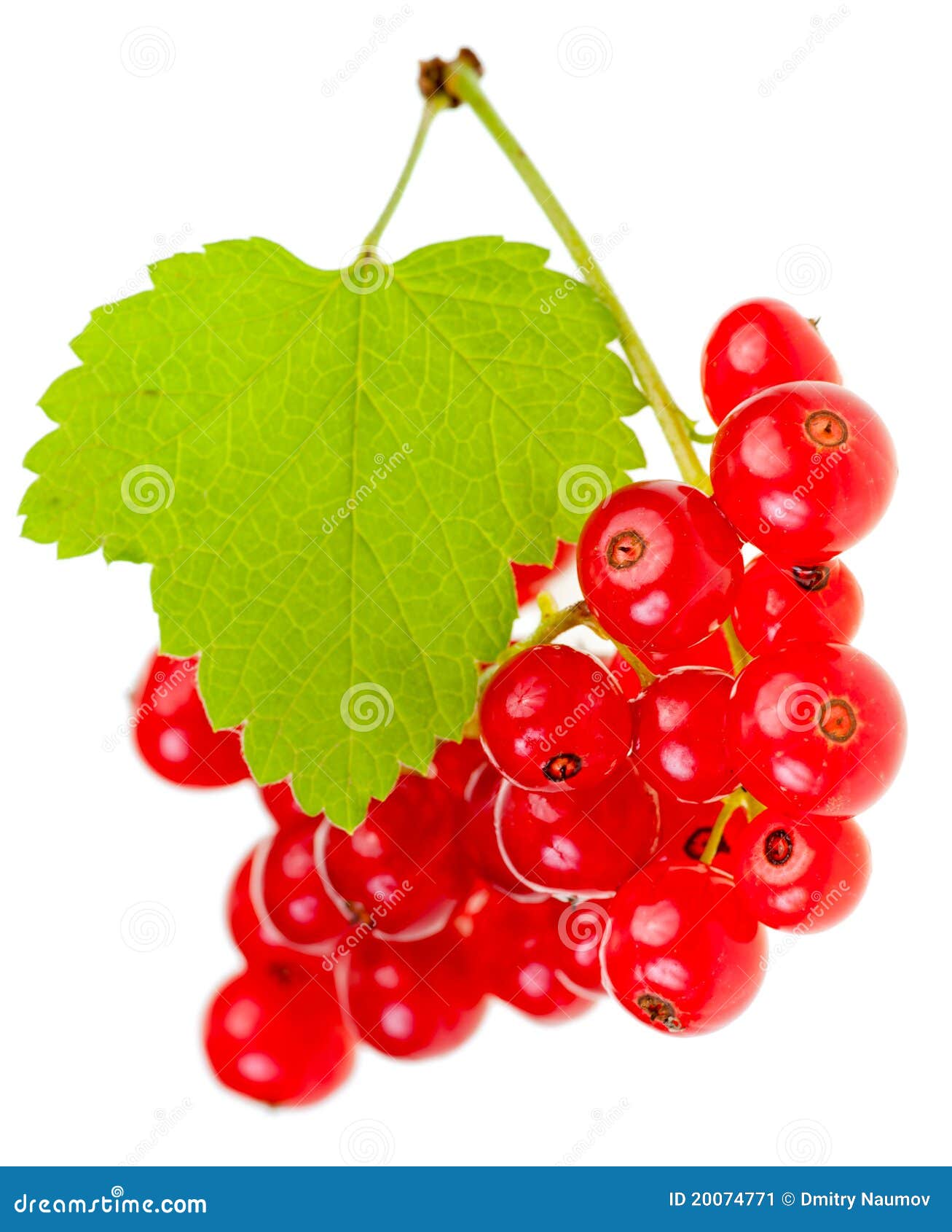 Baies de groseille rouge image stock. Image du rouge - 20074771