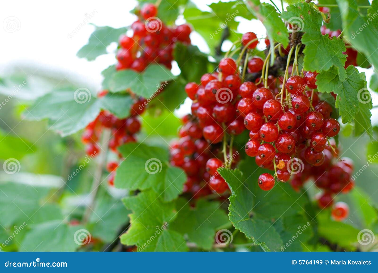 Baies de groseille rouge image stock. Image du extérieur - 5764199