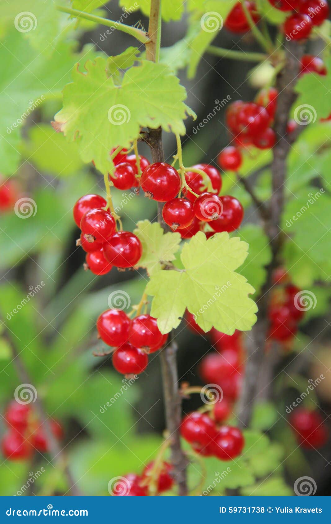 Baies de groseille rouge photo stock. Image du corinthe - 59731738