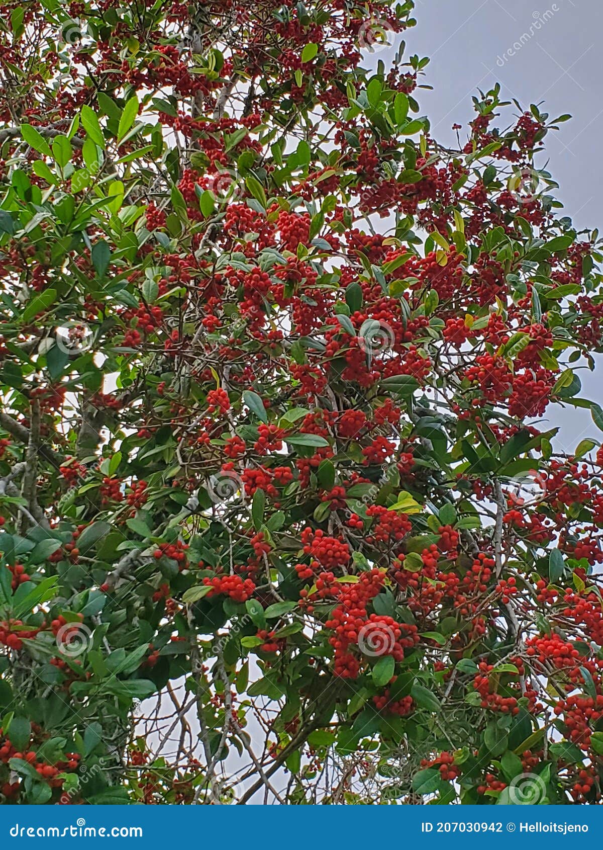 Baies De Poison Rouges Dans L'arbre Photo stock - Image du baie, lame ...