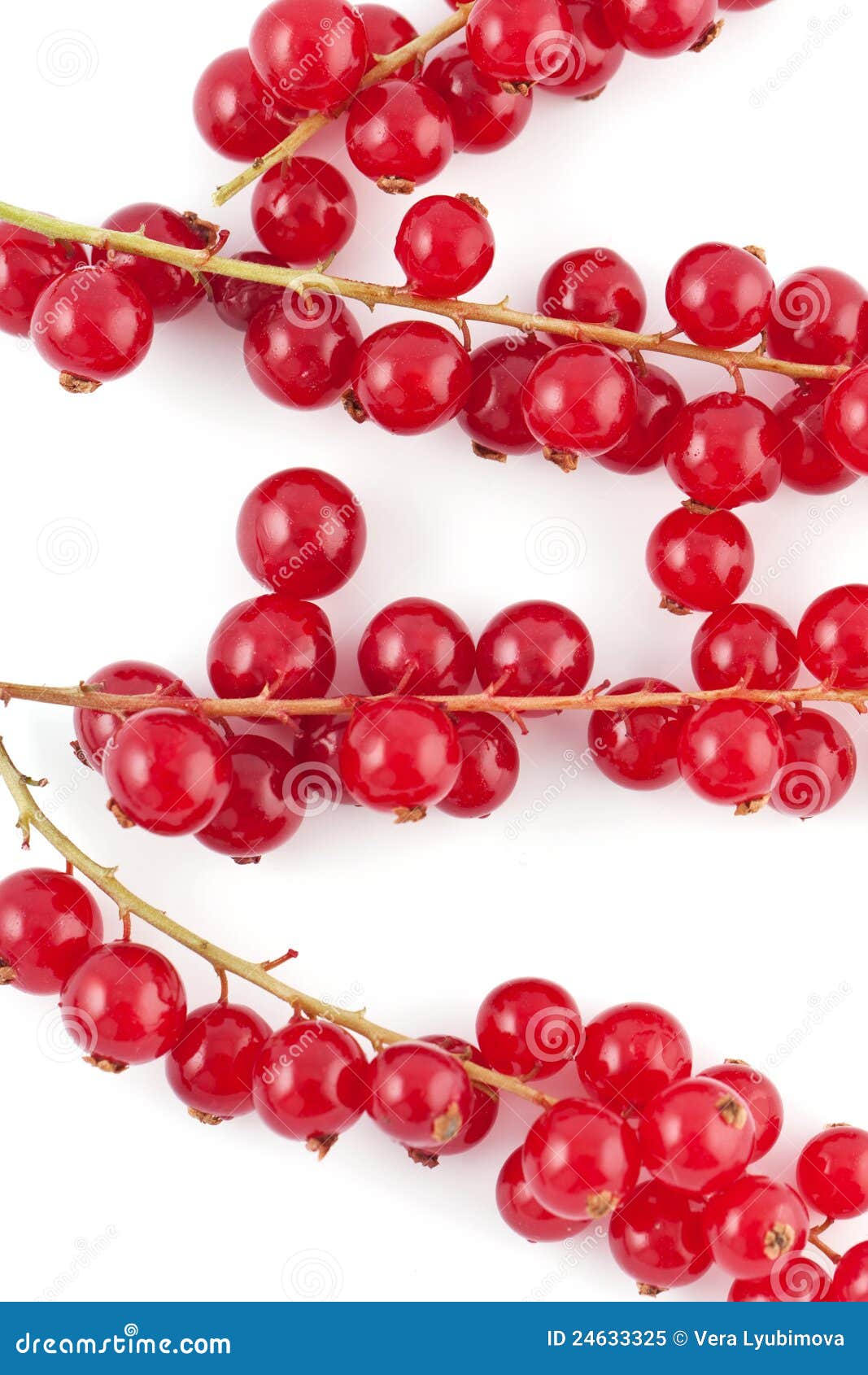 Baies Rouges Couvrant Quelques Branchements Image stock - Image of ...